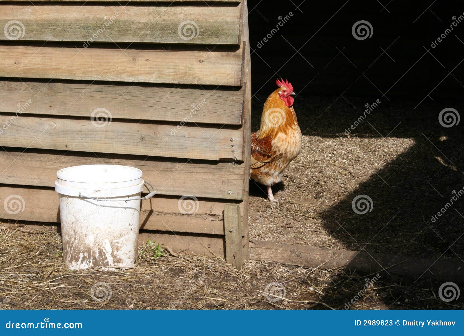 Rooster inside hen house stock image. Image of animal - 2989823