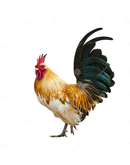 Rooster Isolated on White with Path Stock Photo - Image of stunning ...