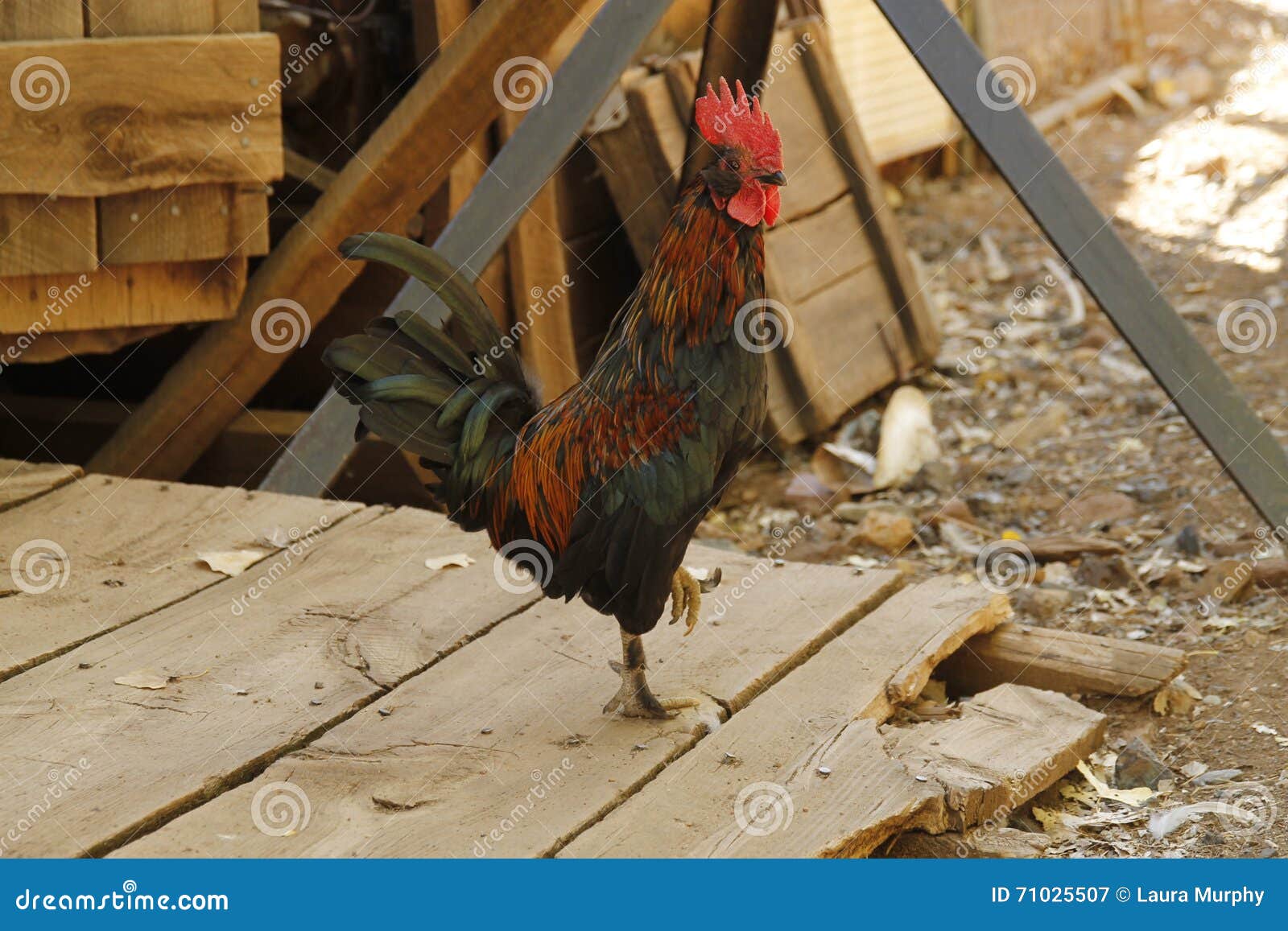 Rooster stock image. Image of rooster, keeping, animal - 71025507