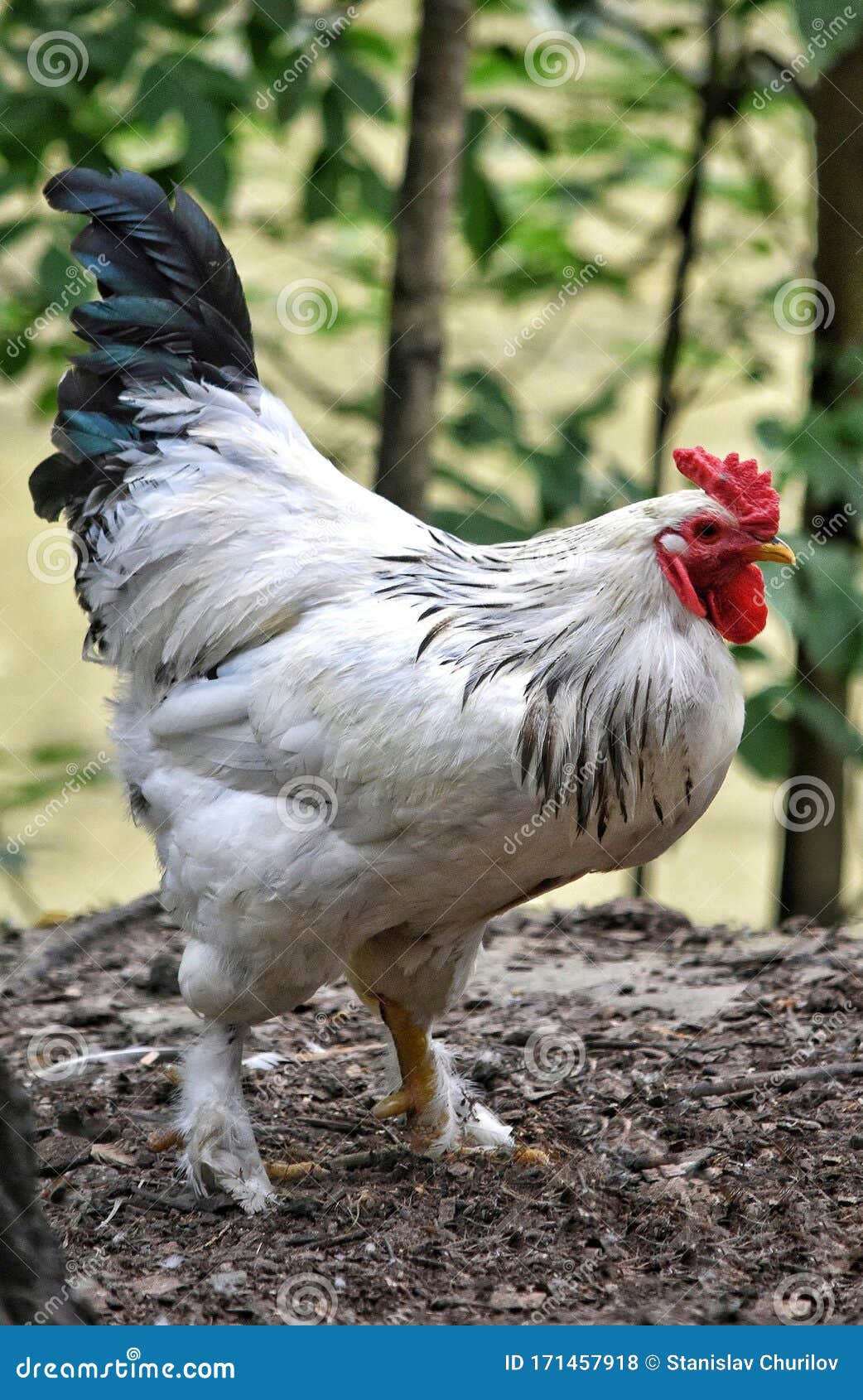 Kock Stock Photos - Free & Royalty-Free Stock Photos from Dreamstime