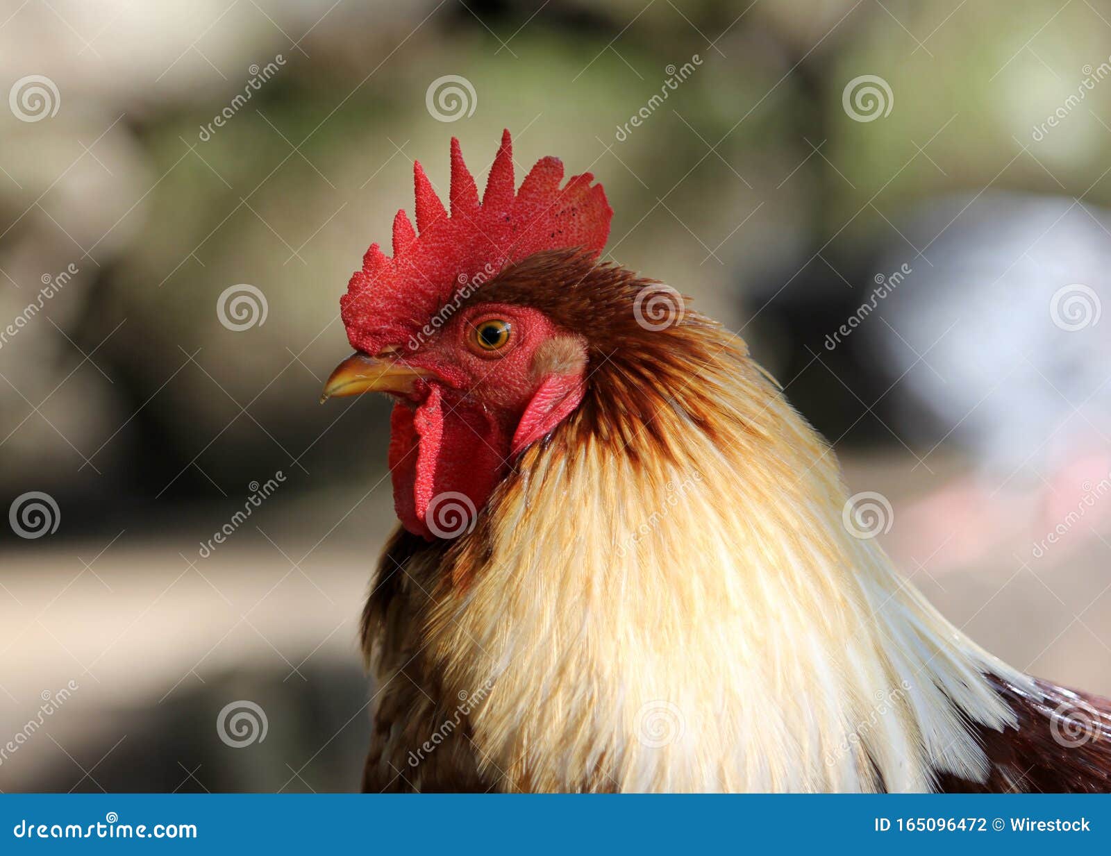 Rooster stock photo. Image of comb, rooster, chicken - 165096472