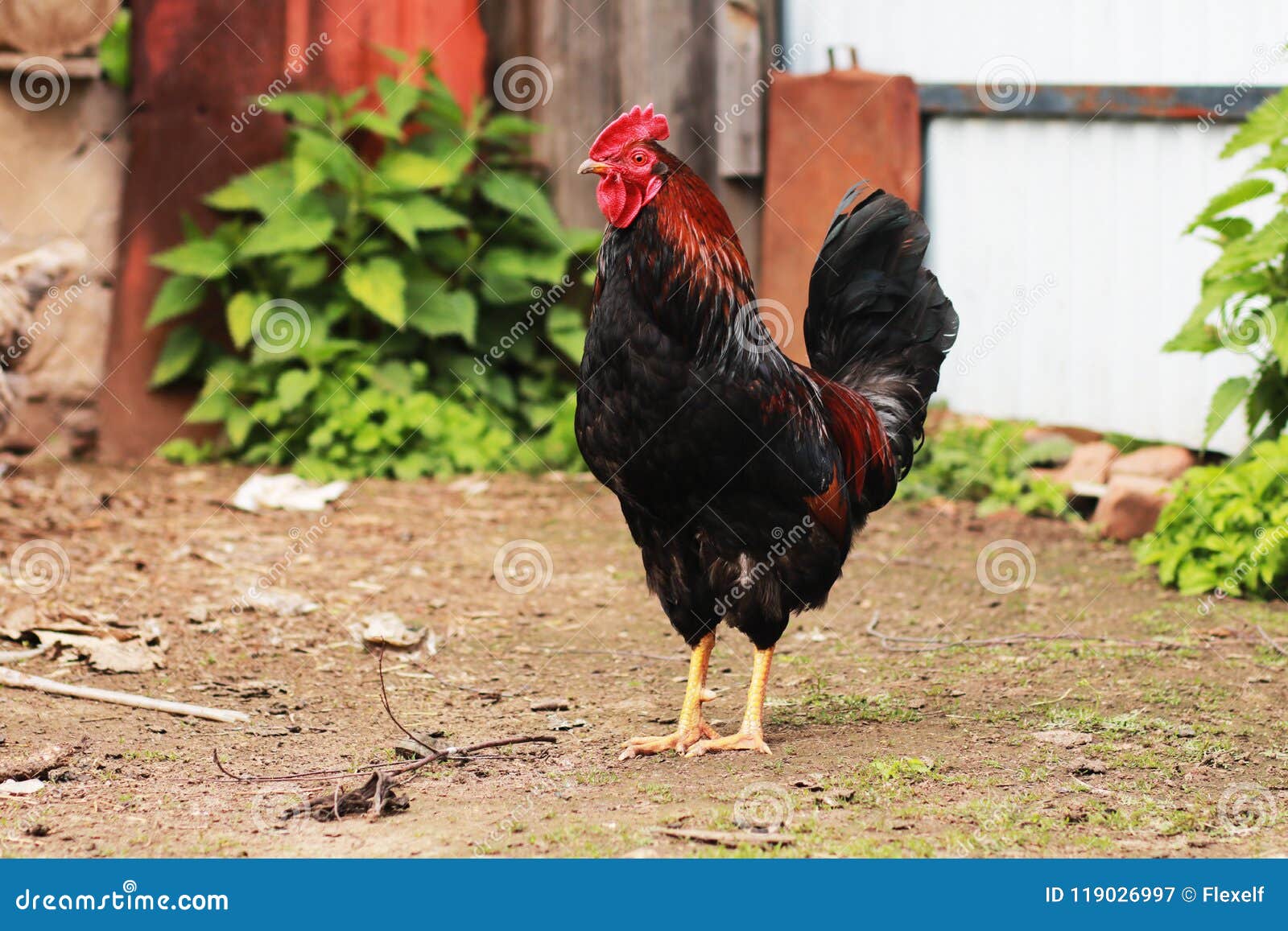 The Leader on a Farm among Chickens. Stock Image - Image of outdoor ...