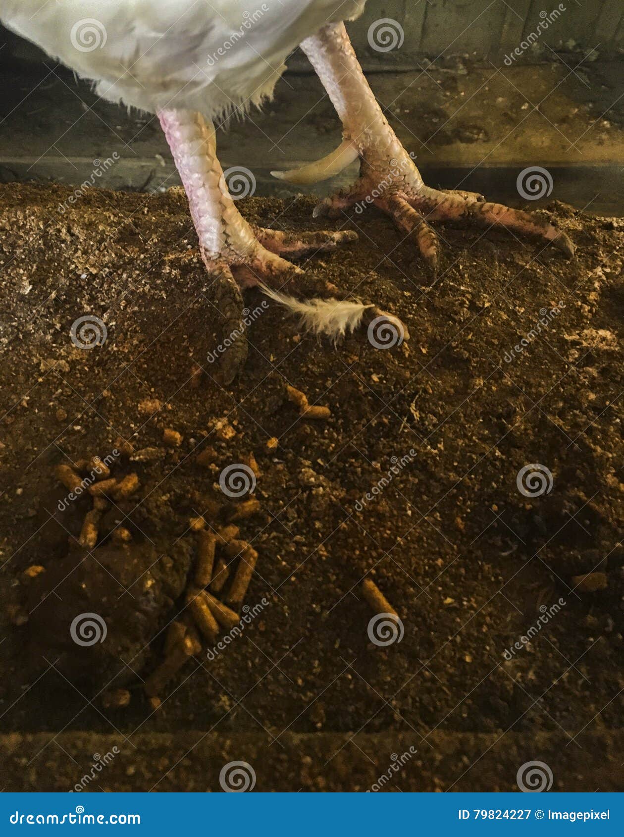 Rooster legs stock image. Image of poultry, feed, animal - 79824227