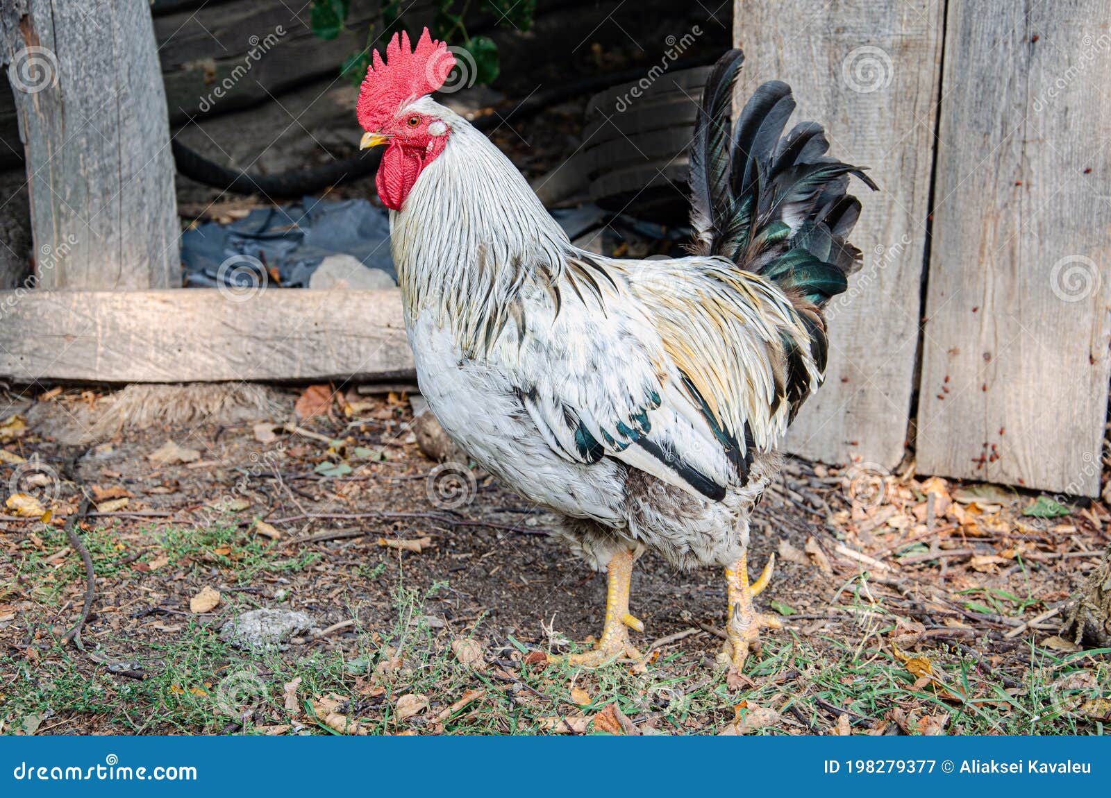 Rooster of Light Color with a Red Straight Tuft Stock Image - Image of ...