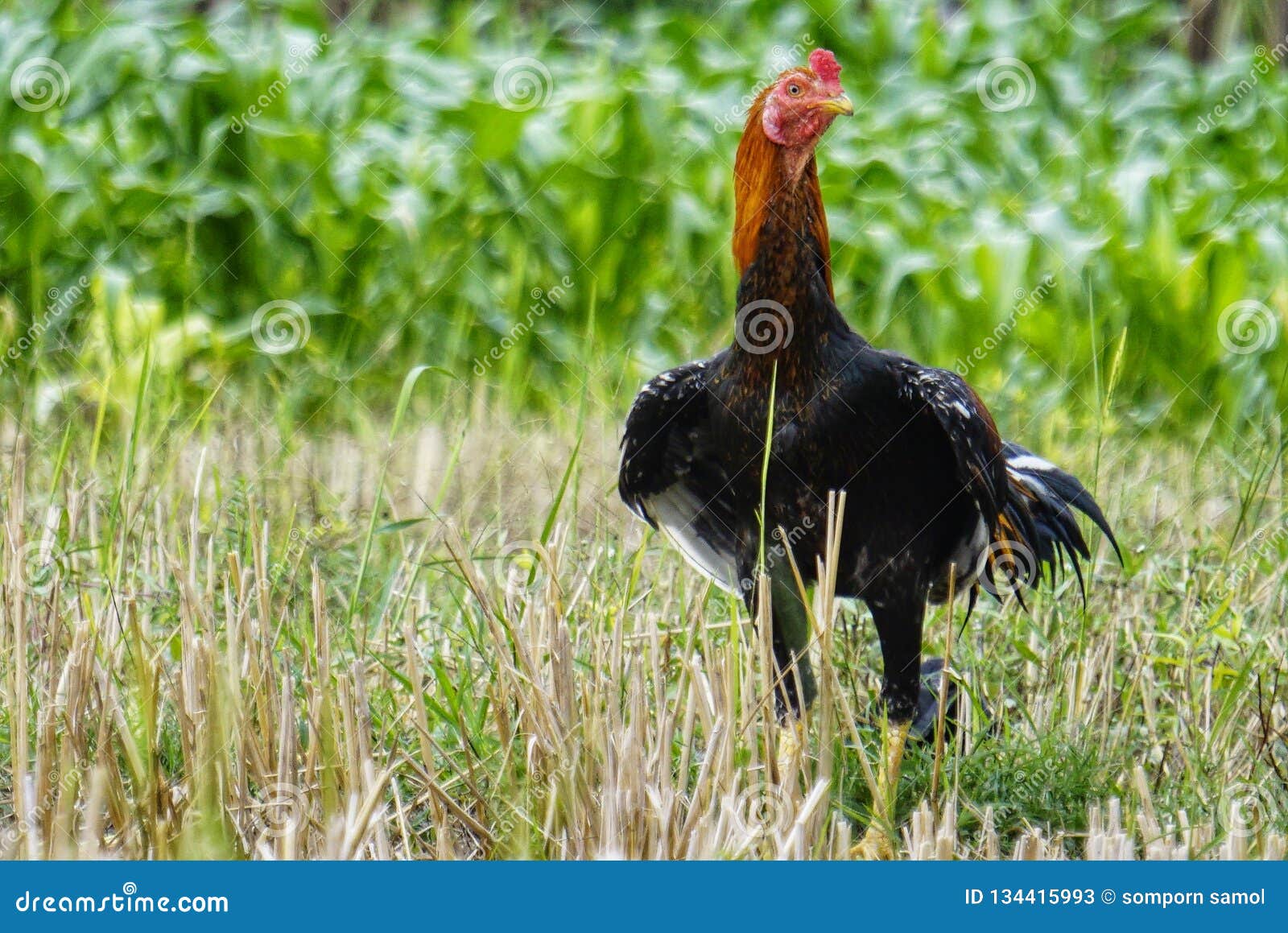 Rooster stock image. Image of rooster, breakfast, morning - 134415993