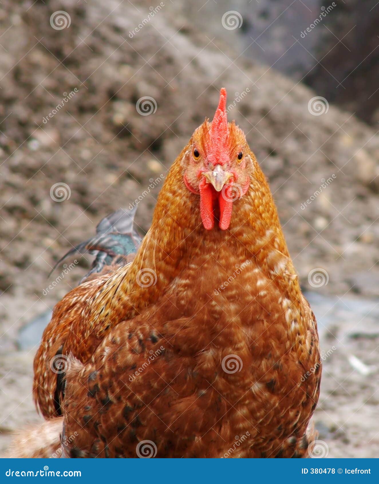 Rooster looking stock photo. Image of farm, ridge, animal - 380478