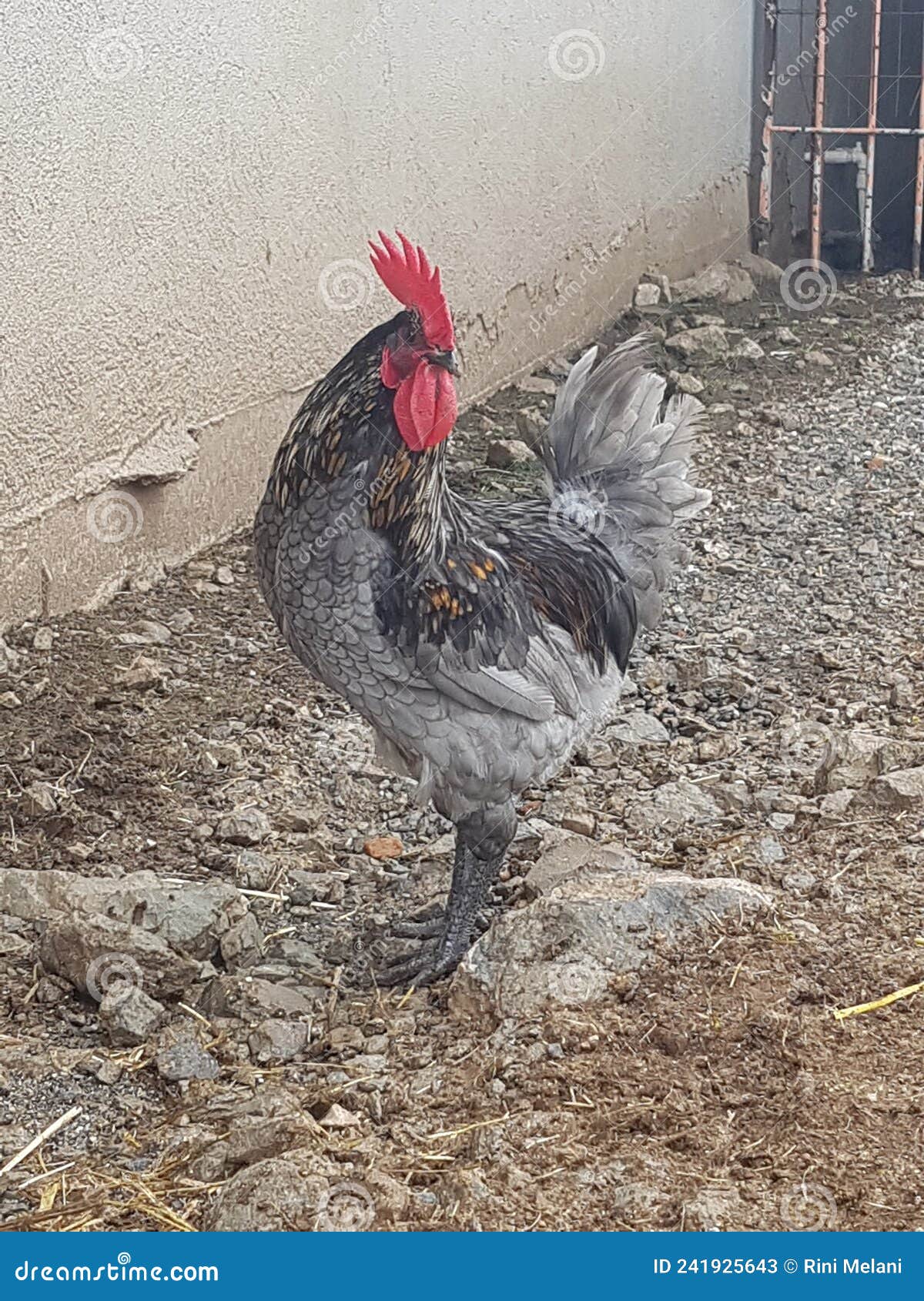 A Rooster Looking for Breakfast Stock Image - Image of wildlife, farm ...