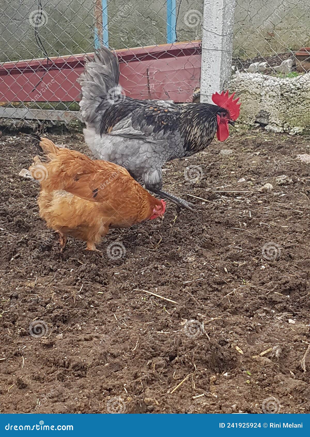 A Rooster Looking for Breakfast Stock Photo - Image of goose, duck ...