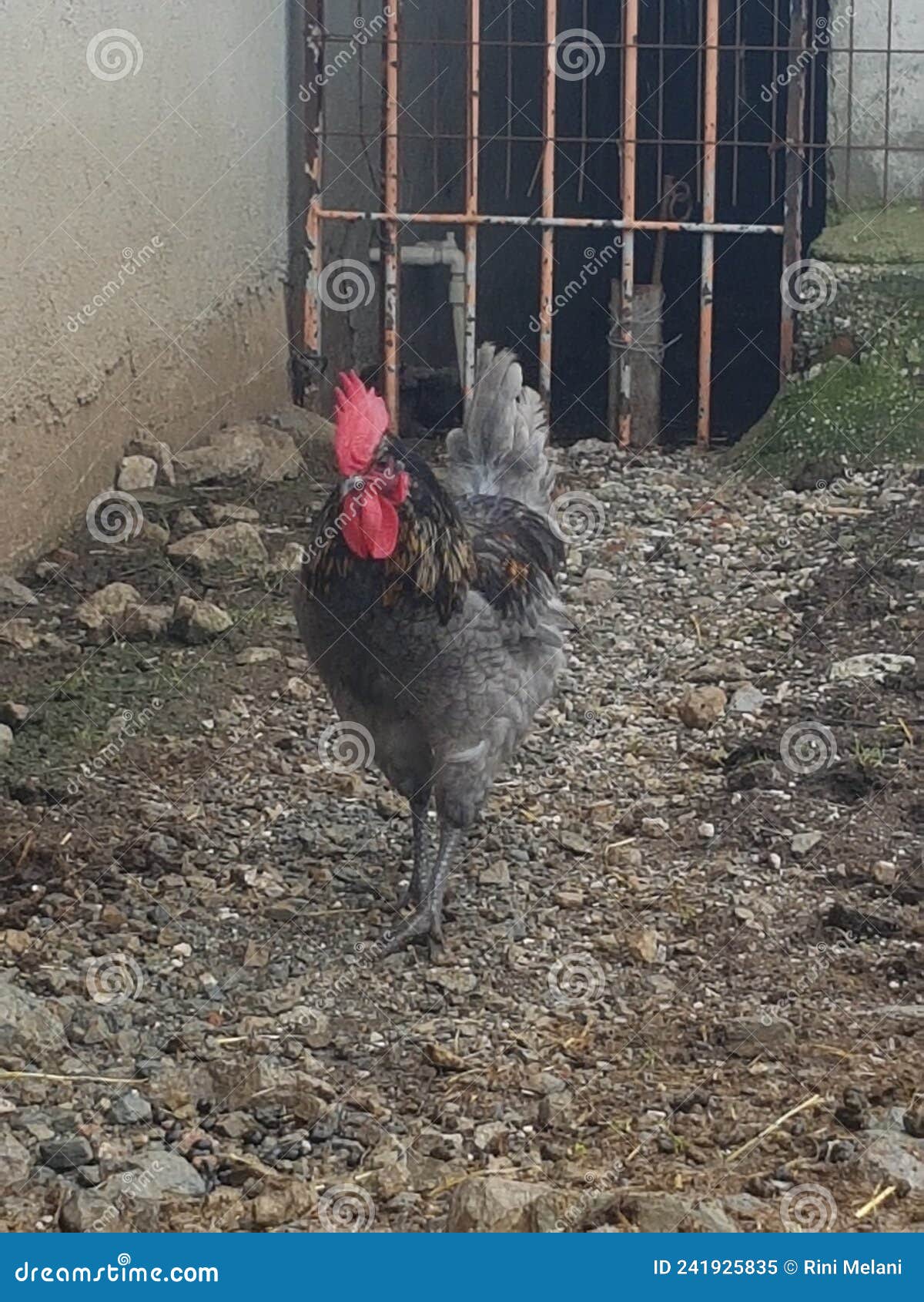 A Rooster Looking for Breakfast Stock Image - Image of looking, beak ...