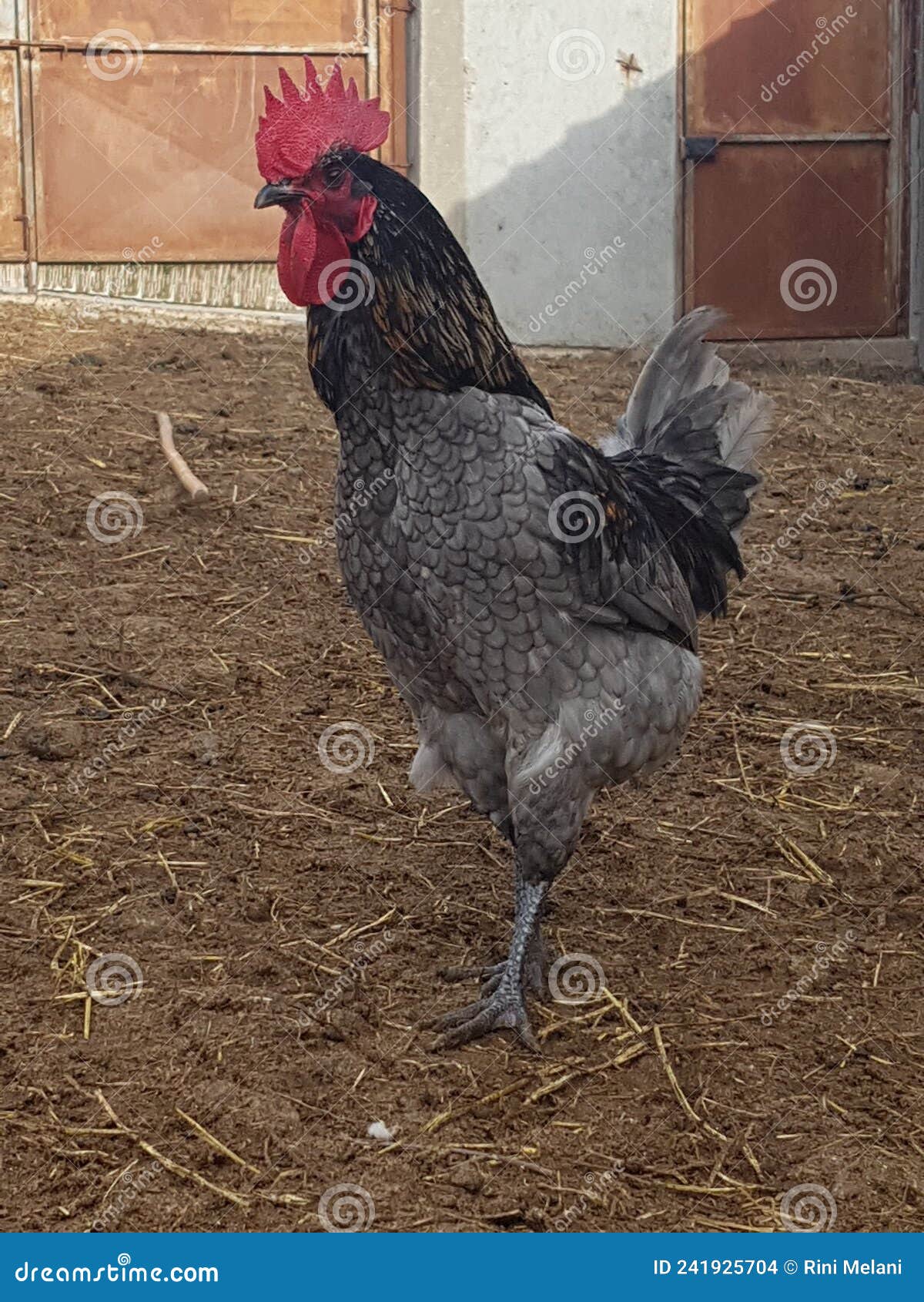 A Rooster Looking for Breakfast Stock Photo - Image of bird, waterbird ...