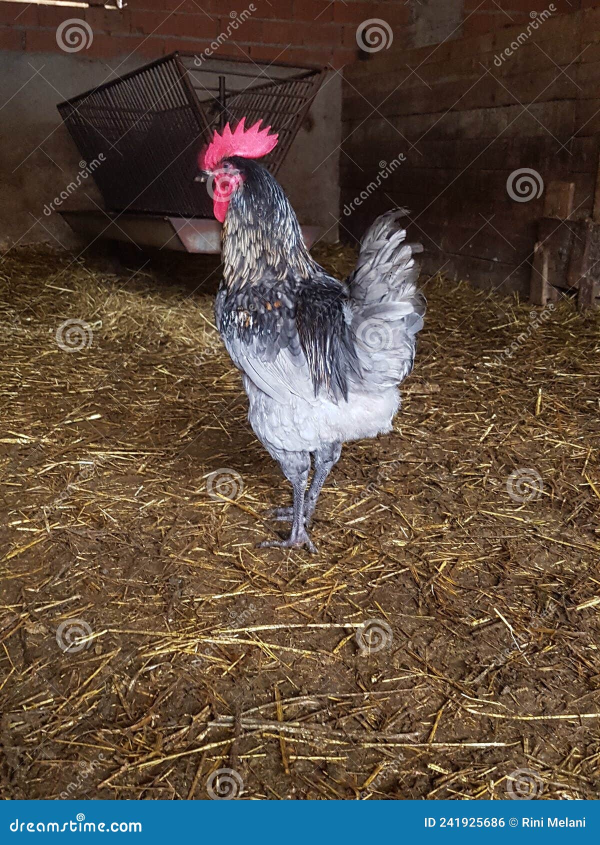A Rooster Looking for Breakfast Stock Photo - Image of goose, fowl ...