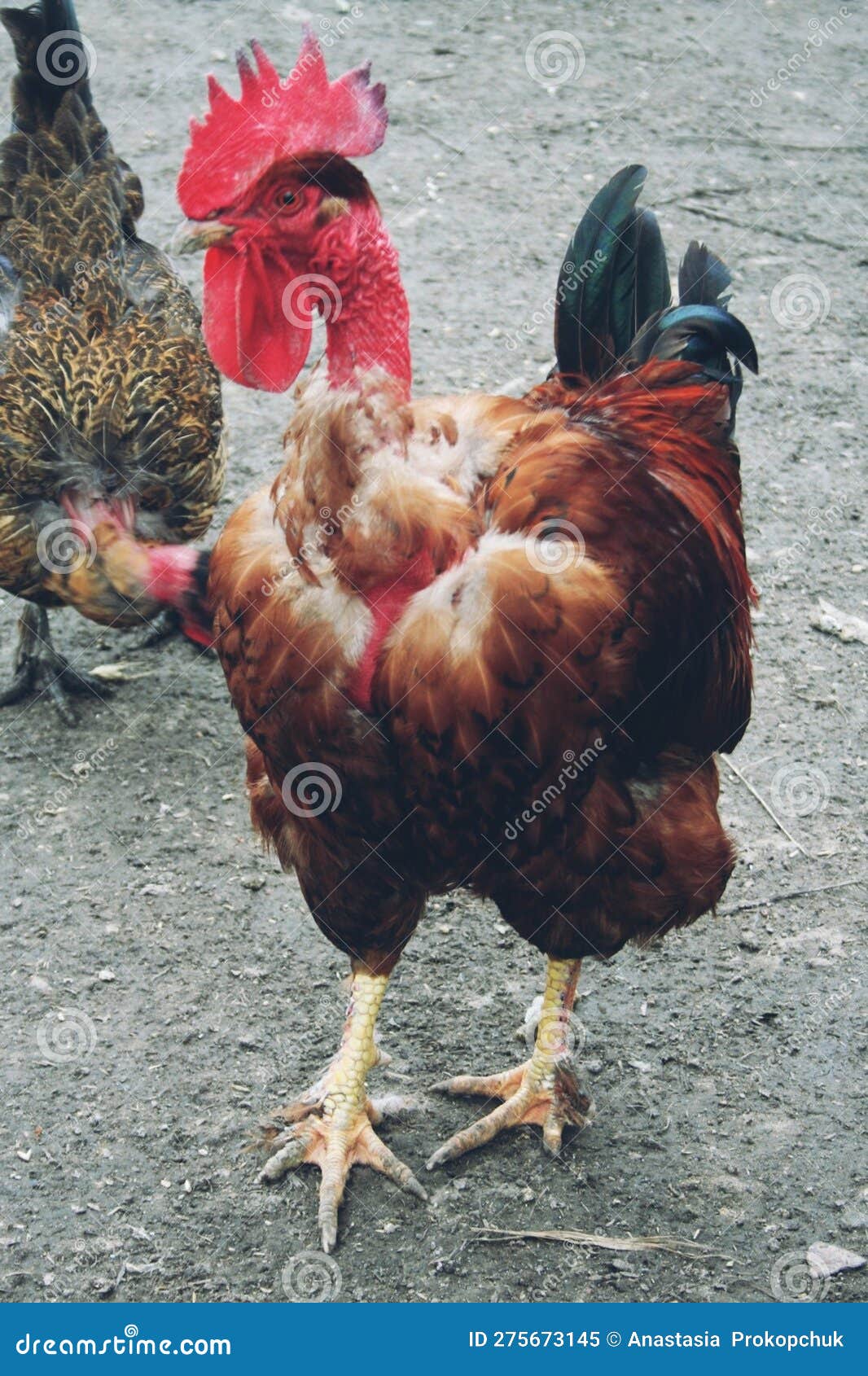 Rooster Looking at the Camera Stock Image - Image of quail, goose ...