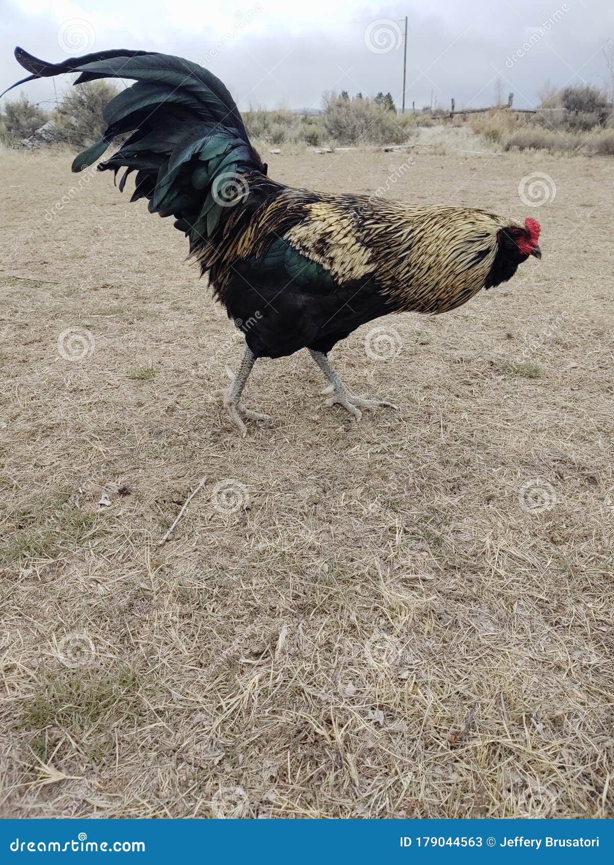 Rooster Looking for food stock image. Image of food - 179044563
