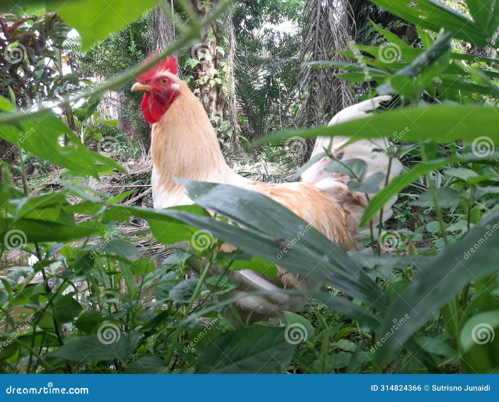 The Rooster is Looking Food is Brushed Behind the Crumbs Stock Photo ...