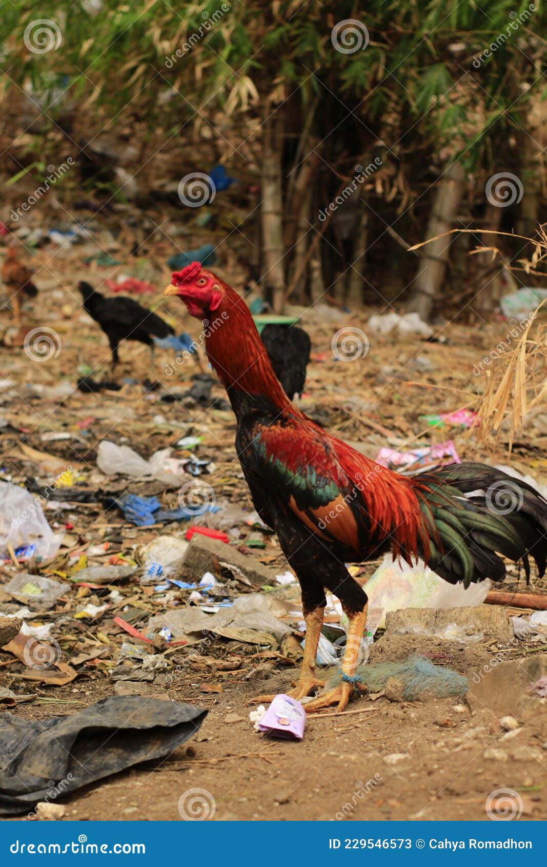 A Rooster Looking for Food in a Garbage Dump Stock Image - Image of ...