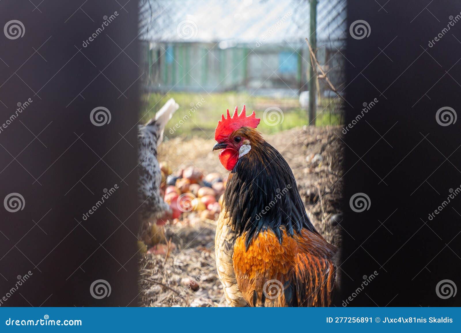 Rooster Looking Through Chicken Coop Fence Stock Photography ...