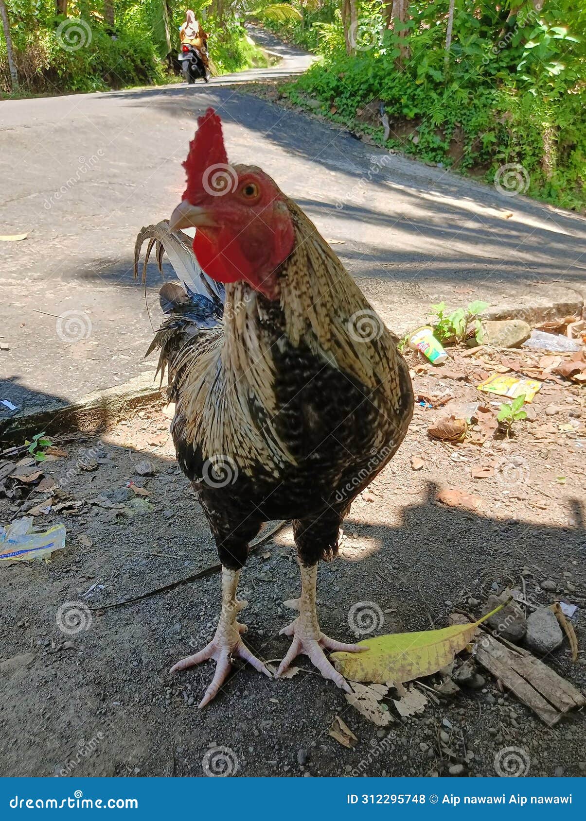 A Rooster Looking for His Mate Stock Photo - Image of animal, mate ...