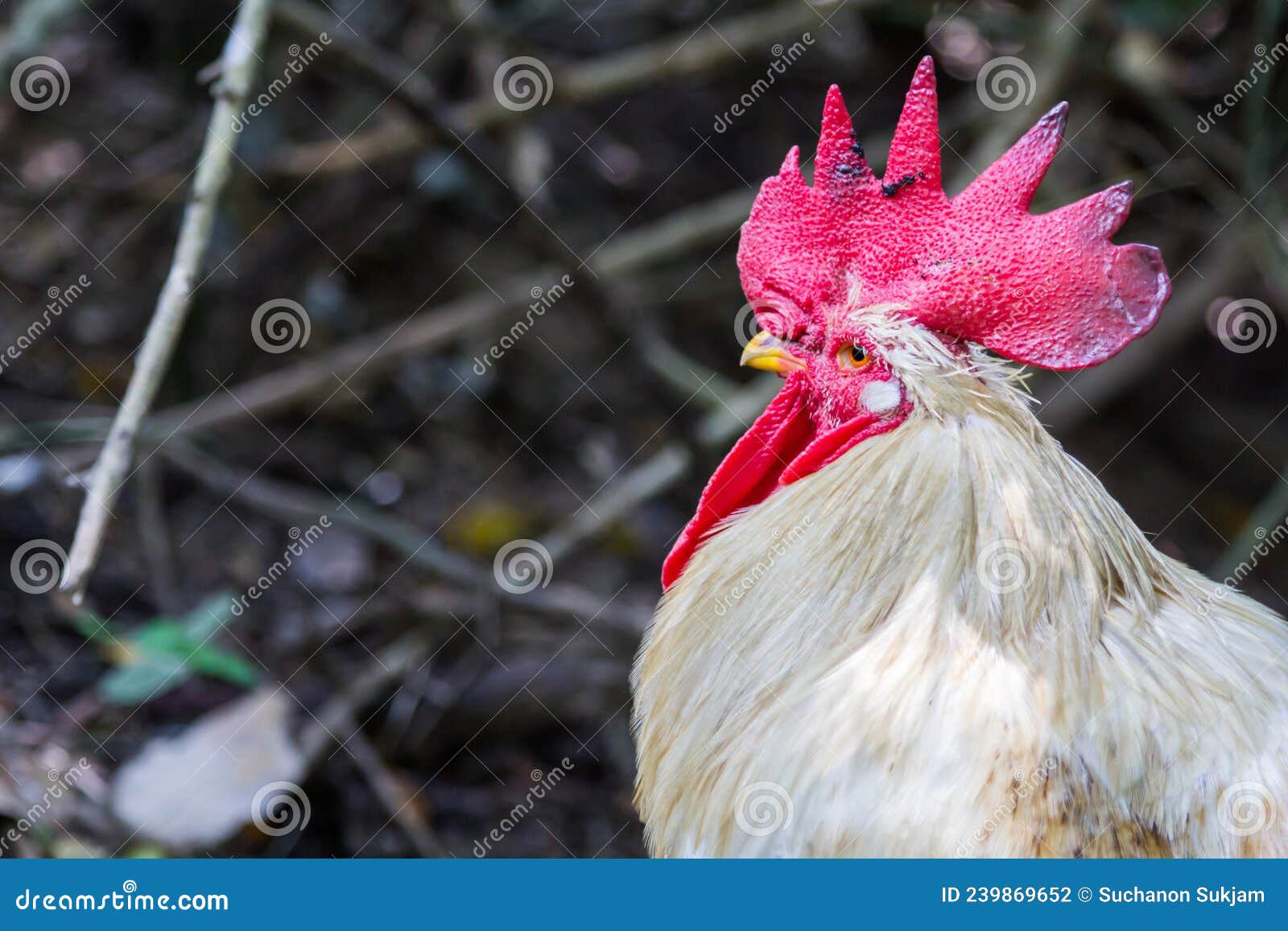 Rooster Looking for the Other Stock Photo - Image of fowl, farm: 239869652