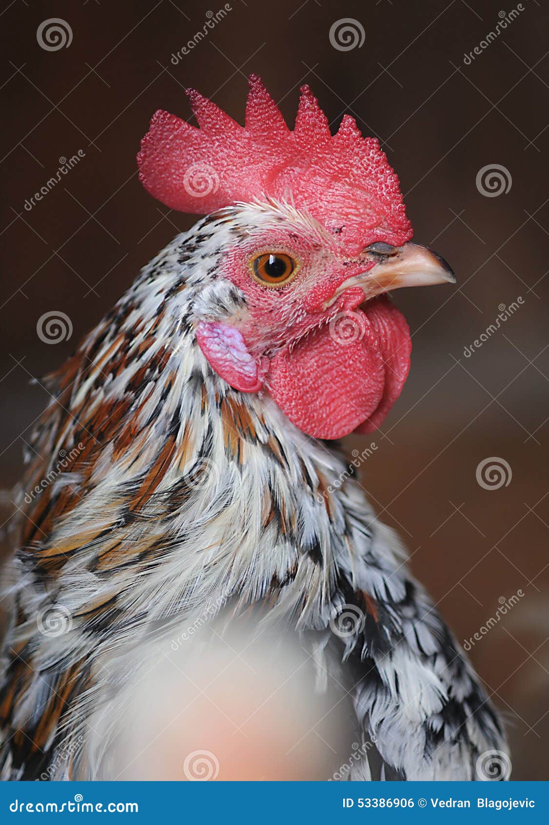 Rooster stock photo. Image of chicken, ears, little, feather - 53386906