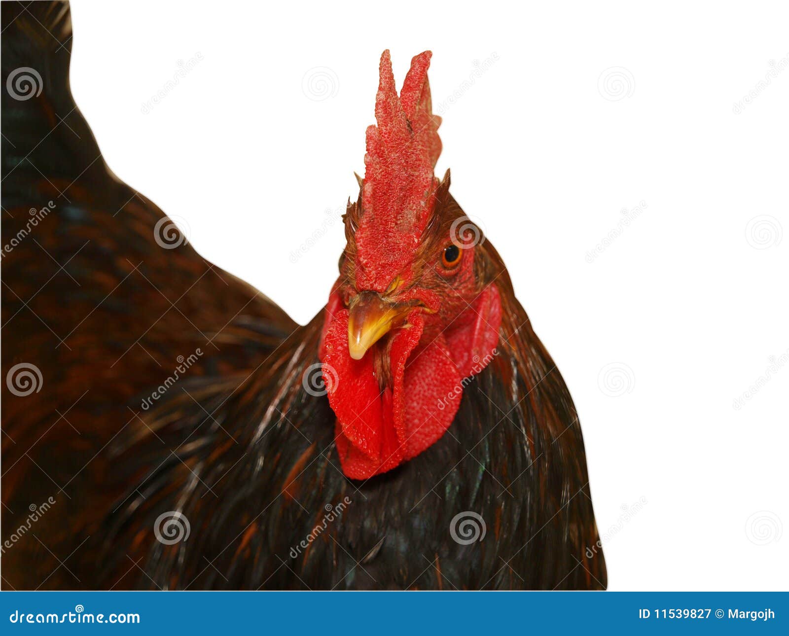 Rooster Looking Towards Camera Stock Image - Image of laced, comb: 11539827
