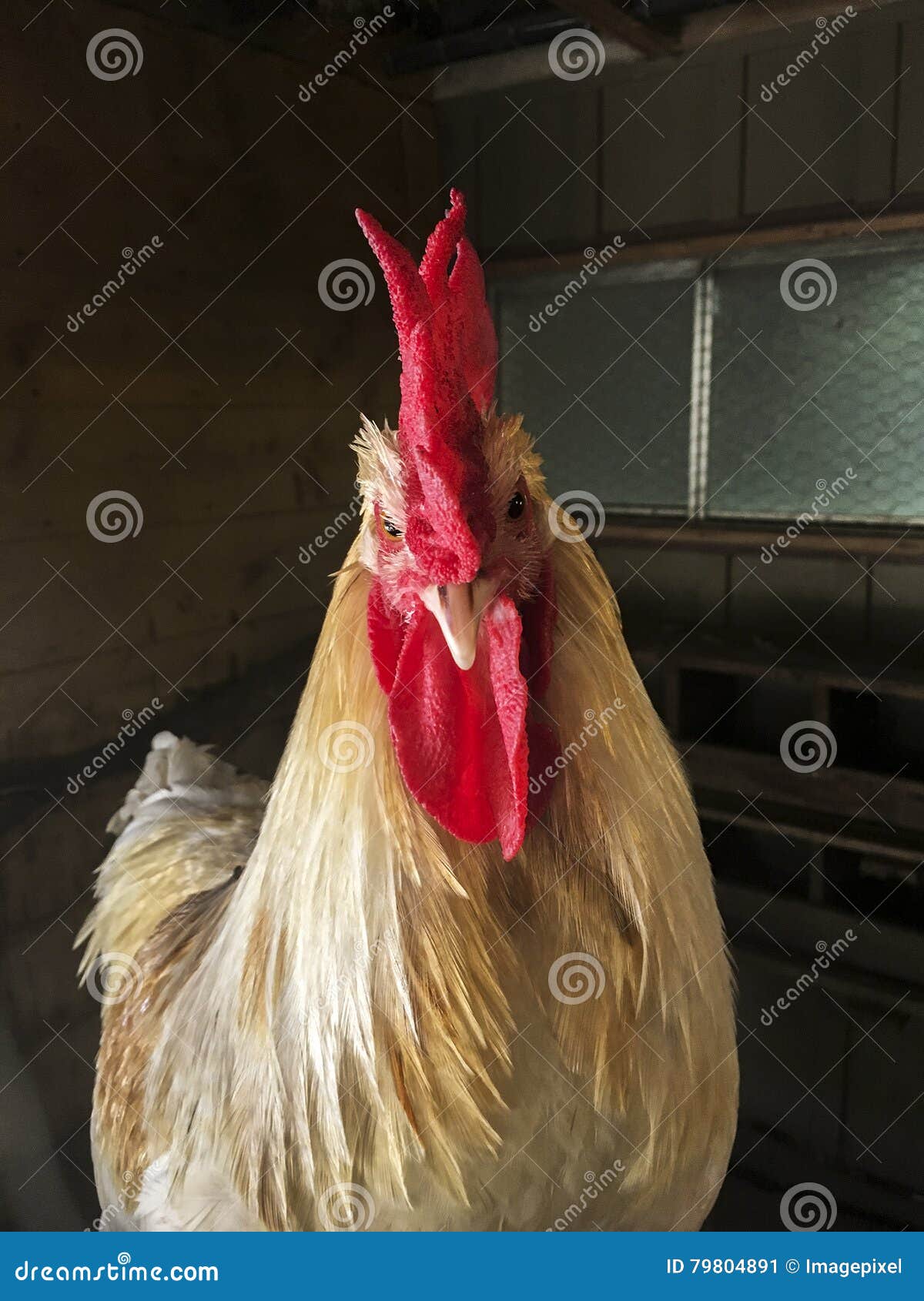 Rooster Making Eye Contact. Stock Image - Image of fowl, spotted: 79804891
