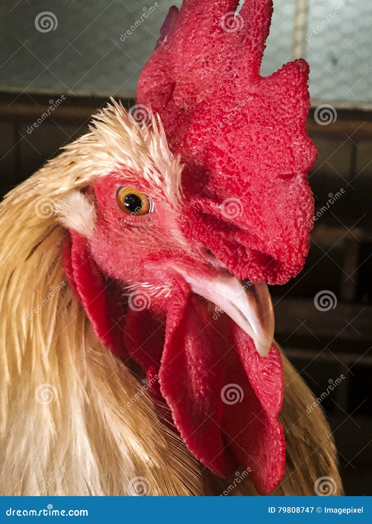 Rooster Making Eye Contact. Stock Image - Image of barn, rural: 79808747