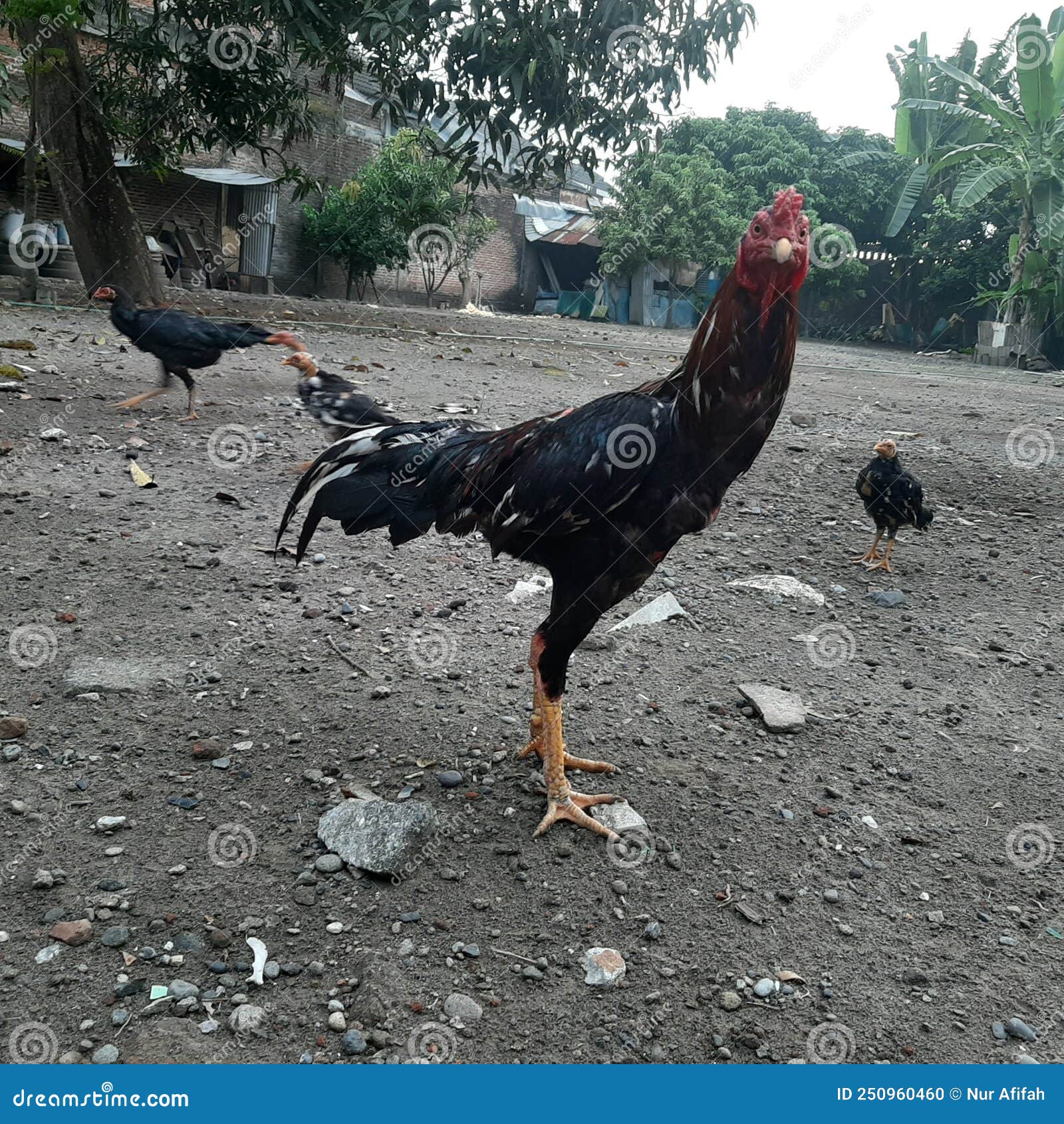 Rooster Male Chicken Bangkok Stock Photos - Free & Royalty-Free Stock ...