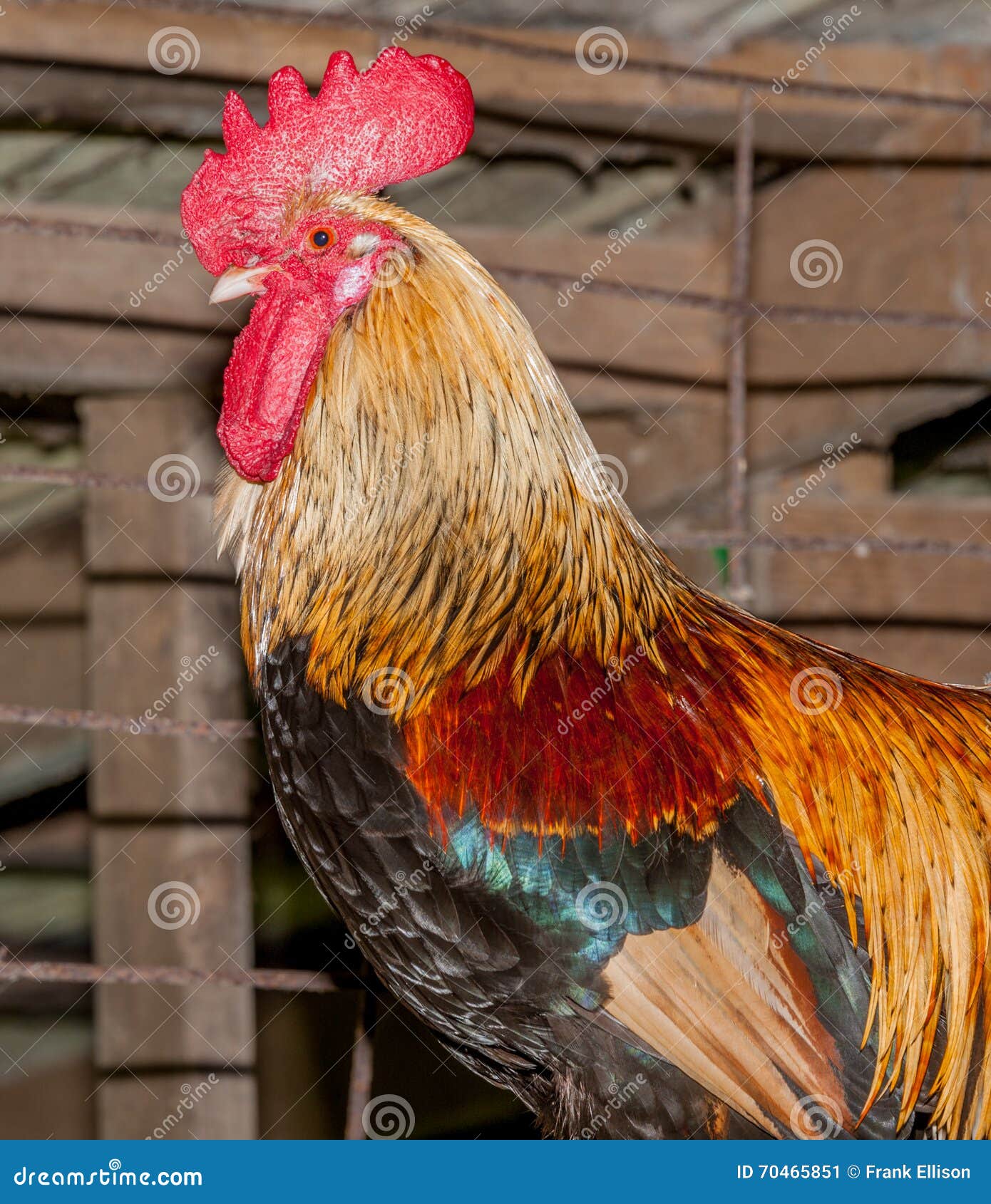 Rooster stock image. Image of colors, chicken, rail, barn - 70465851