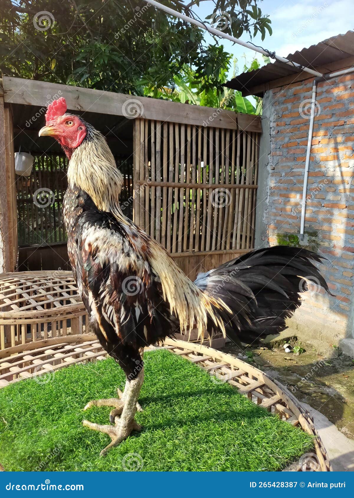 Mangon Type Stock Photos - Free & Royalty-Free Stock Photos from Dreamstime