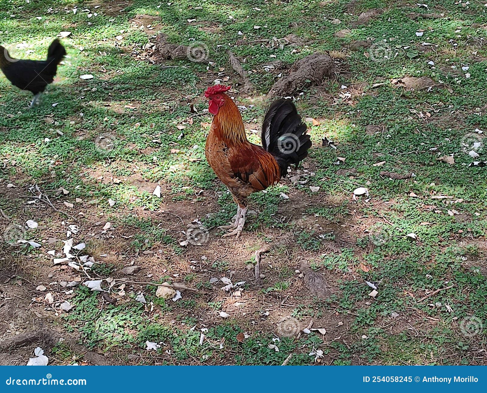 A Rooster in the Middle of a Green Space Stock Image - Image of middle ...