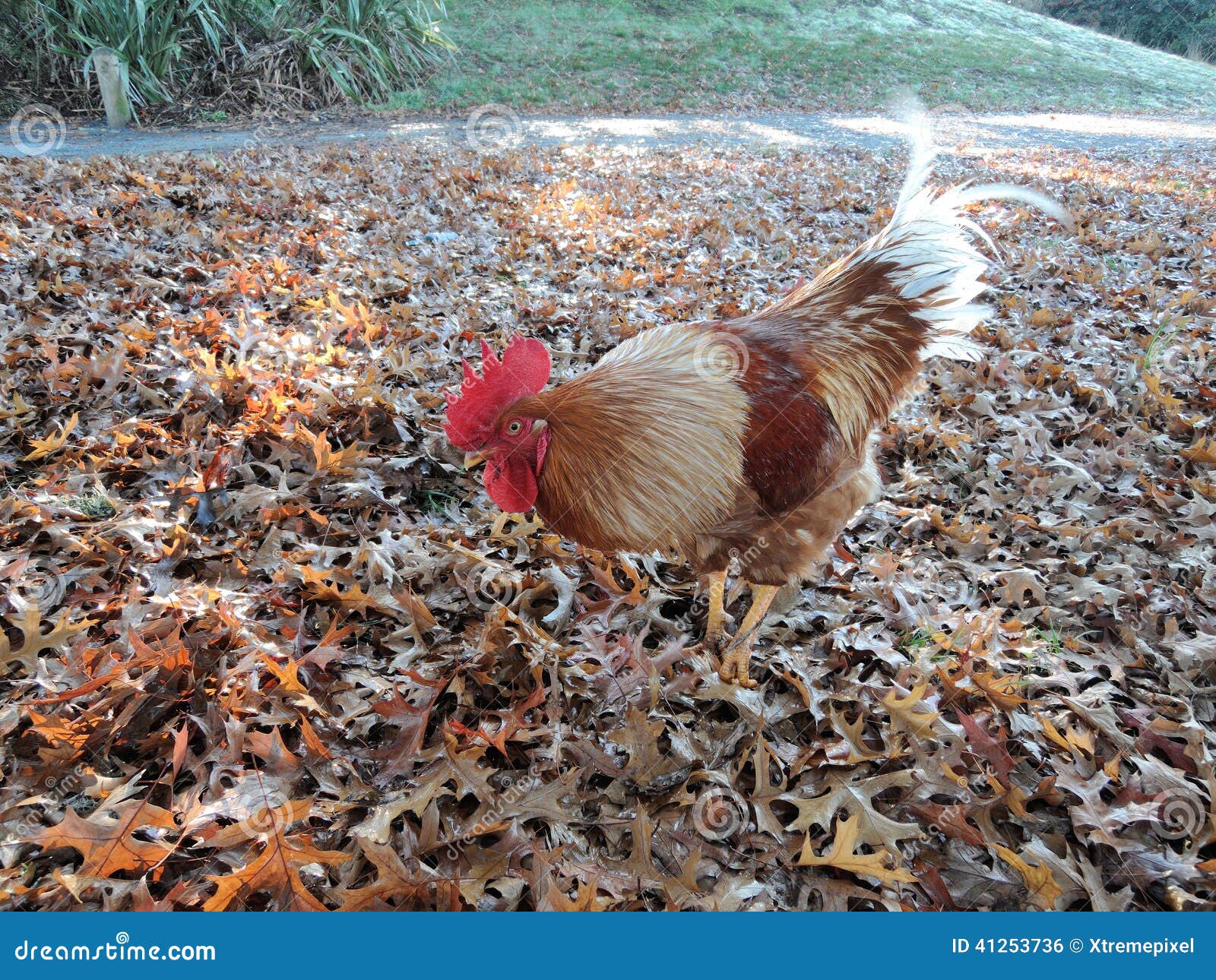 A rooster in the morning stock photo. Image of morning - 41253736