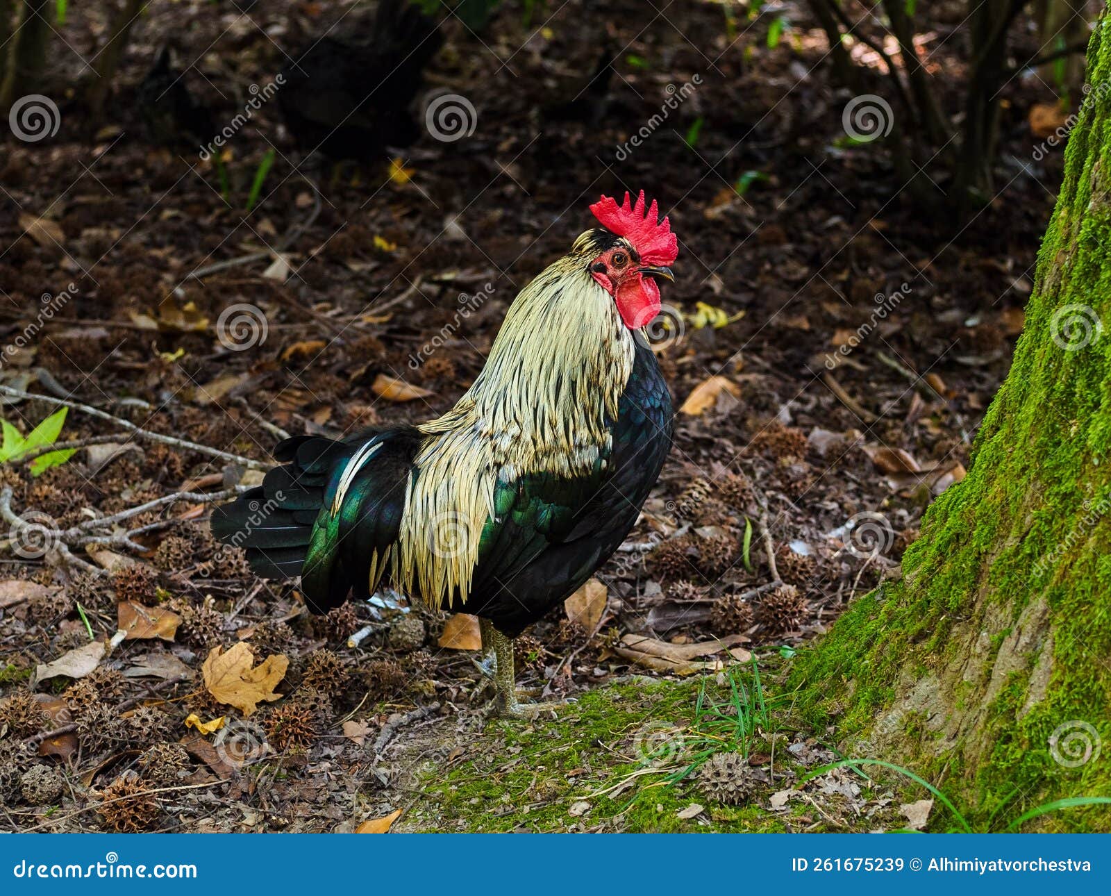 The rooster near a tree stock image. Image of chicken - 261675239