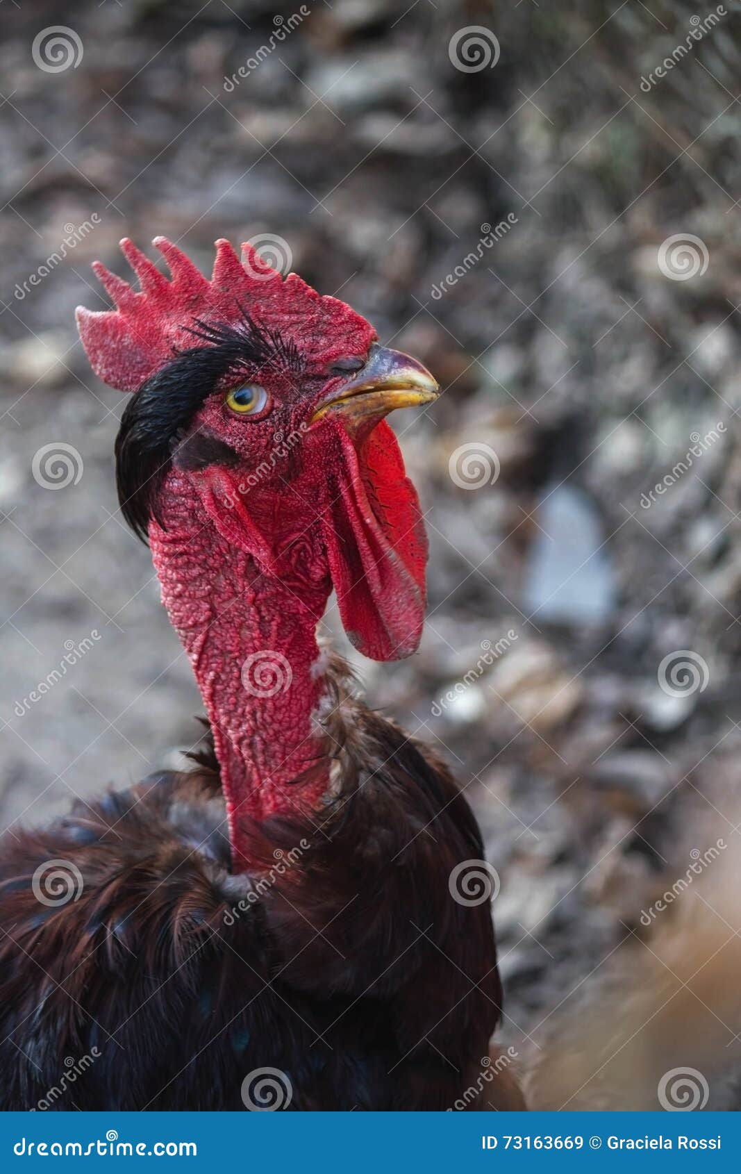 Rooster neck peeled stock image. Image of chicken, proud - 73163669