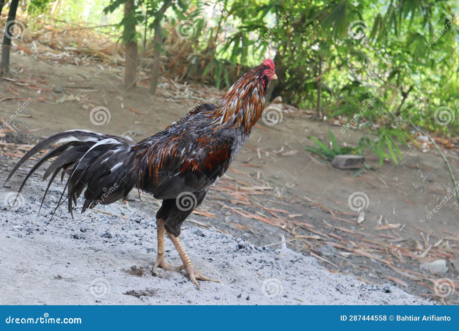 Rooster at noon editorial stock photo. Image of quail - 287444558