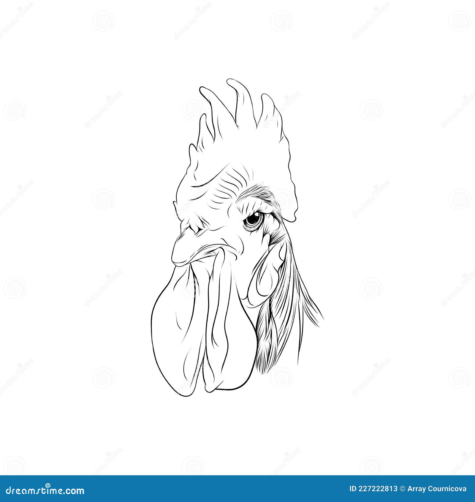 Rooster Outline Drawing Black And White Vector Illustration ...