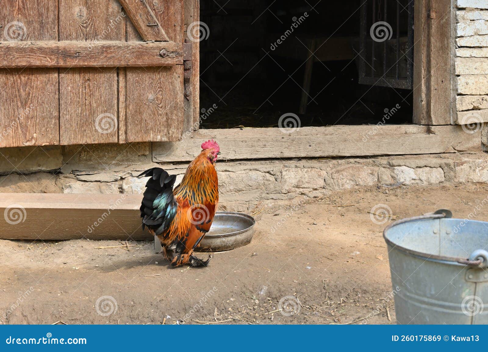The Rooster Outside the Hen House Stock Image - Image of bird, nature ...