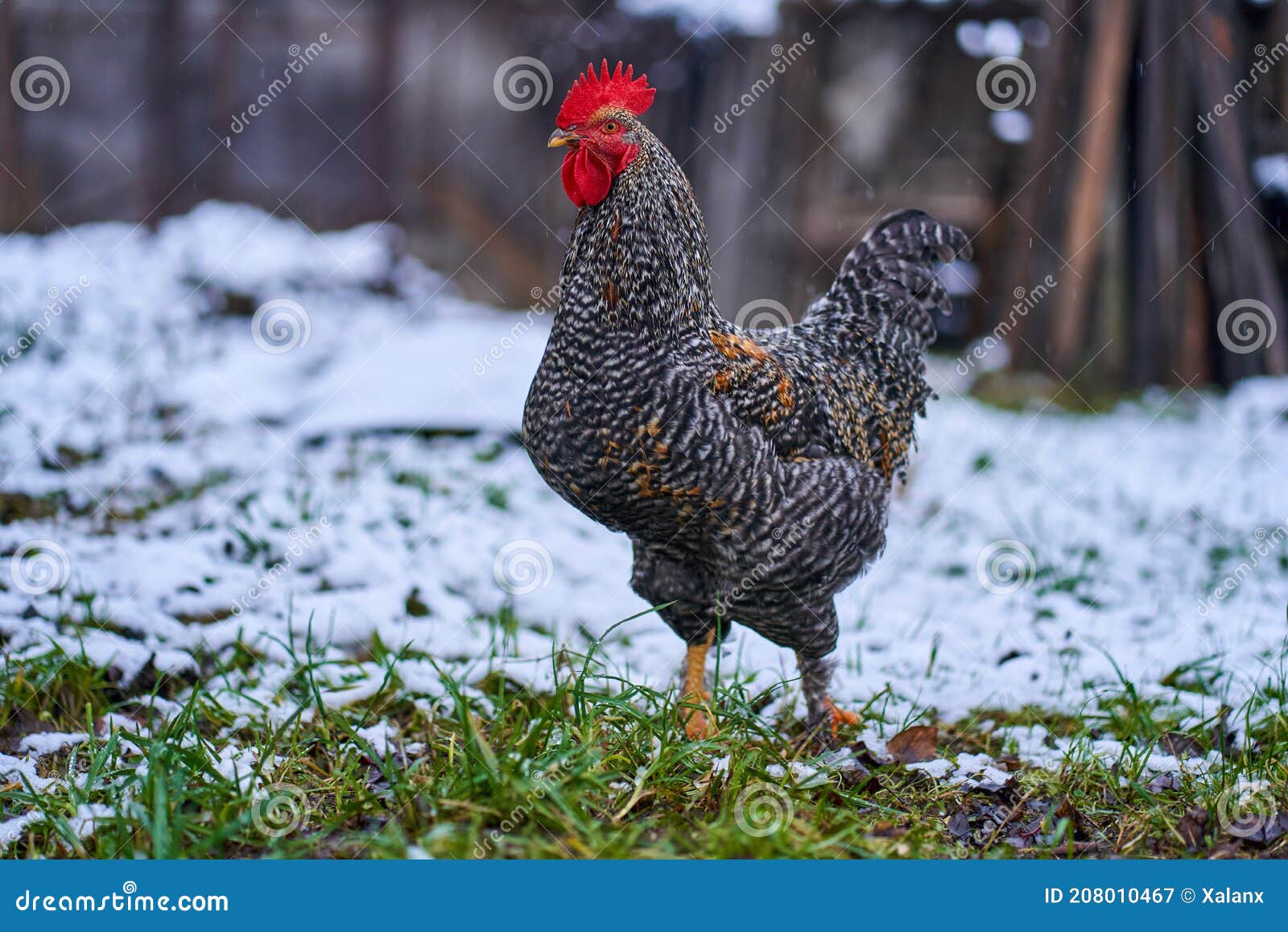 Rooster in the backyard stock image. Image of common - 208010467
