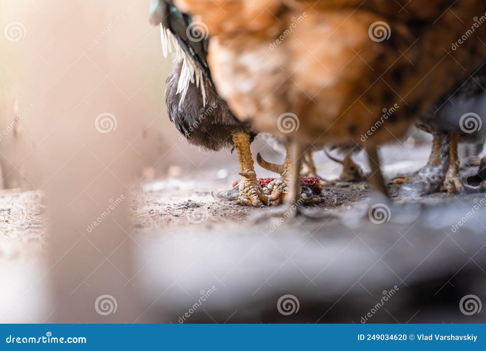 Rooster Paws Behind Chicken Paws on the Street Stock Photo - Image of ...