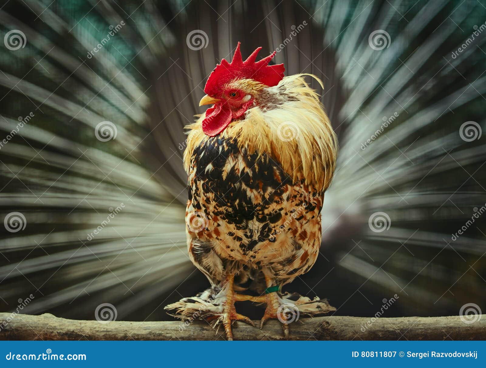 Rooster with Peacock Tail stock image. Image of fowl - 80811807