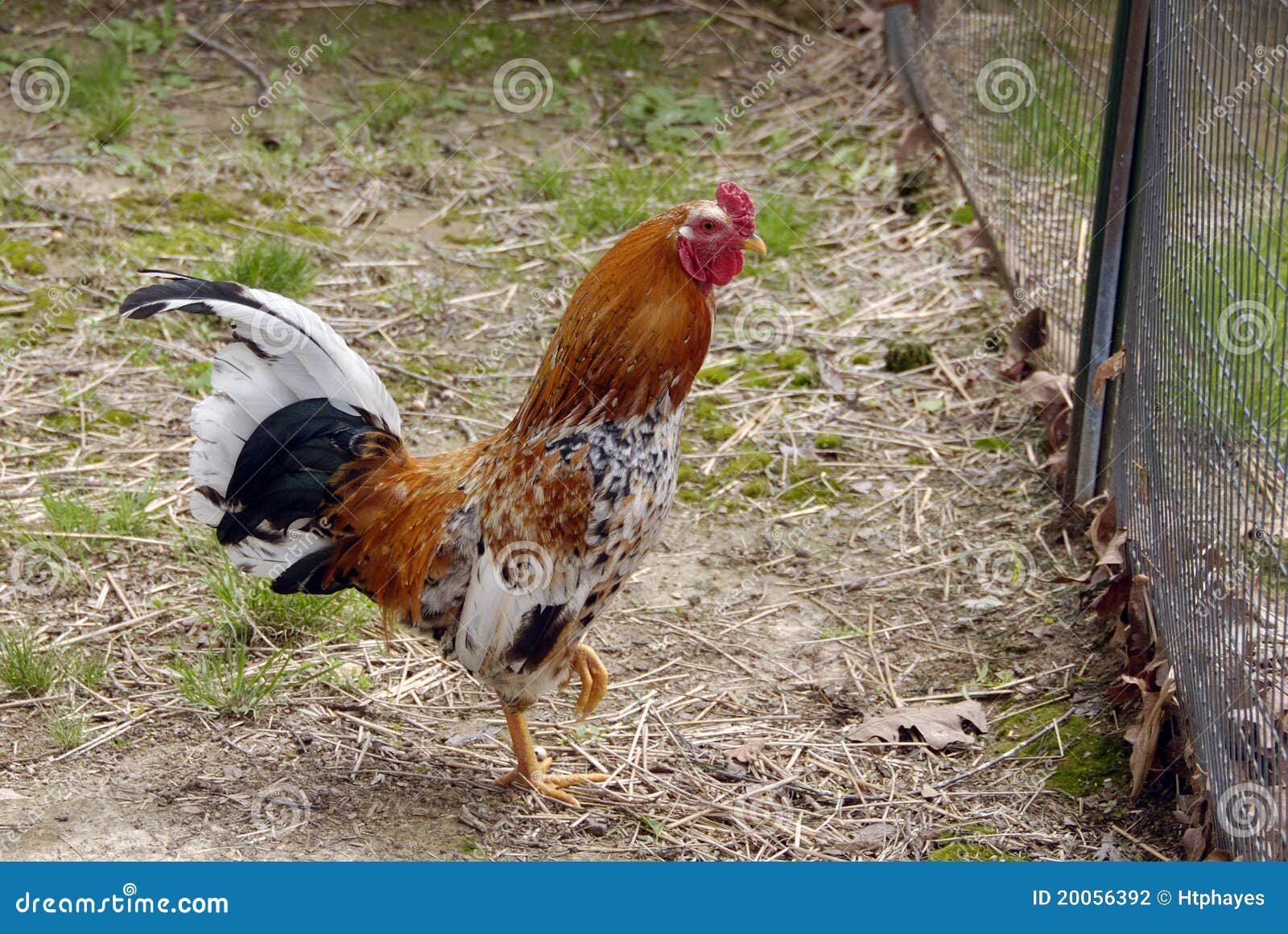 Rooster in pen stock photo. Image of fence, animals, trapped - 20056392