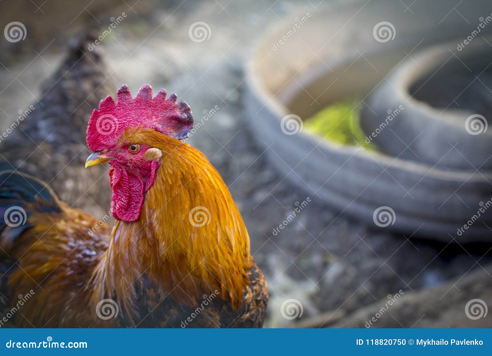 Rooster, in the Pen-chicken`s Head Close-up Stock Photo - Image of bird ...