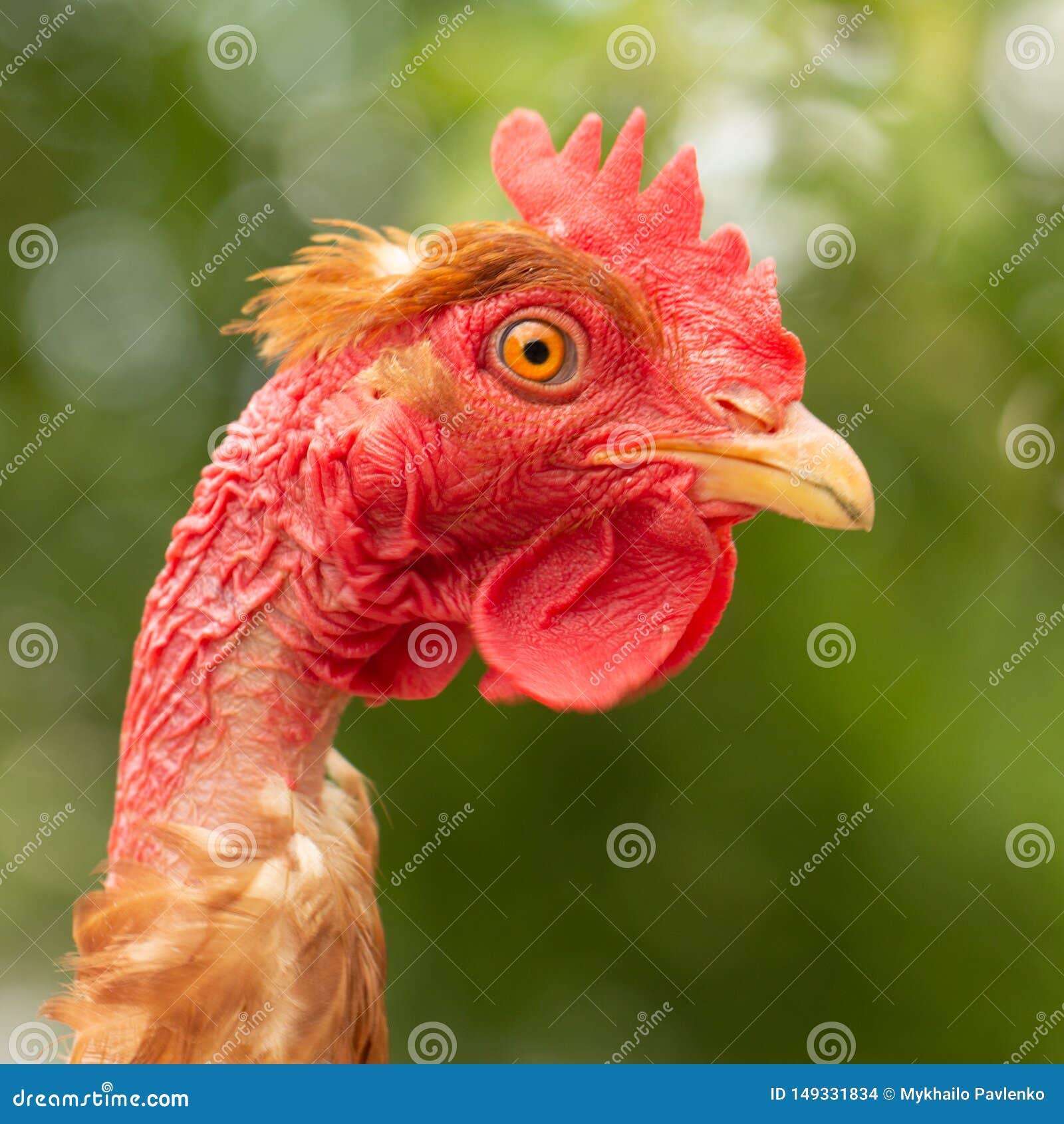 Rooster, in the Pen Chicken S Head Close-up Stock Photo - Image of ...