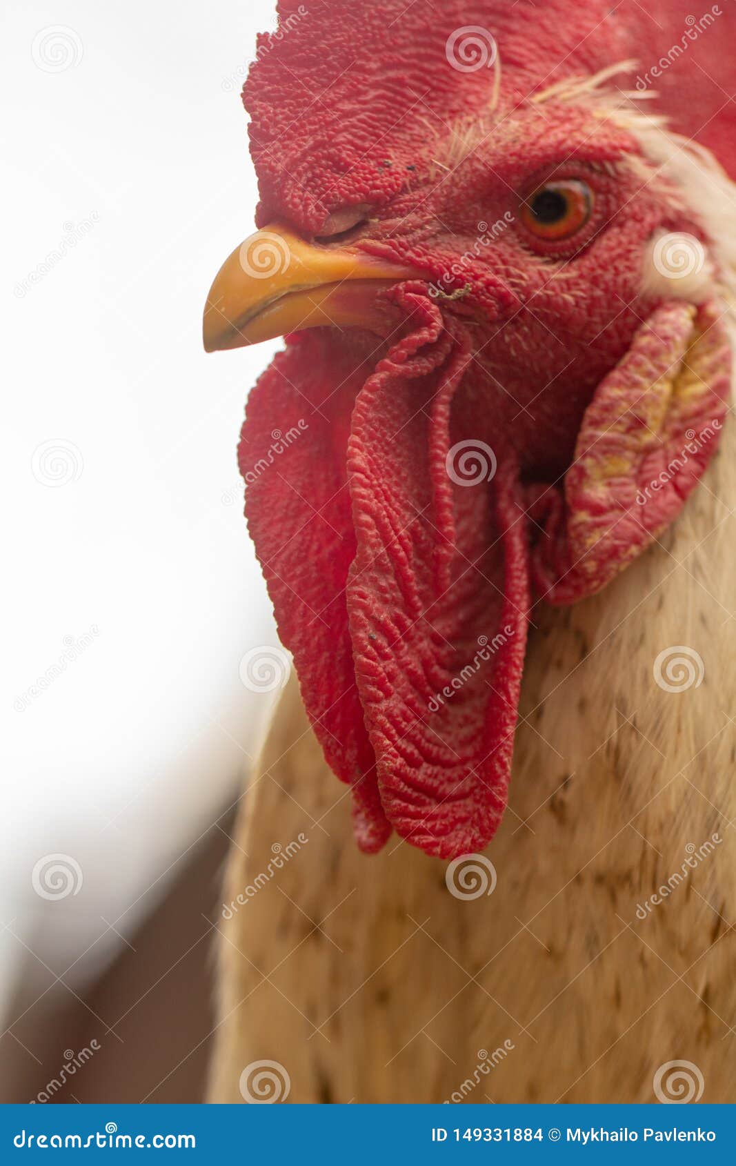 Rooster, in the Pen Chicken S Head Close-up Stock Photo - Image of ...