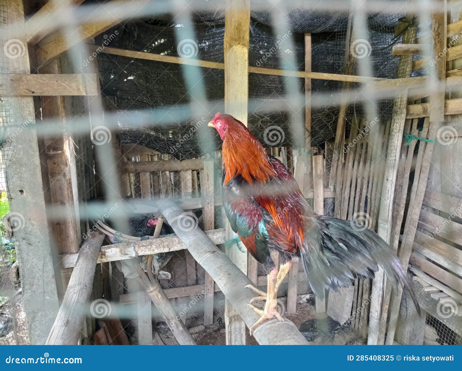 Rooster Perched in a Netted Cage Stock Image - Image of bird, parrot ...