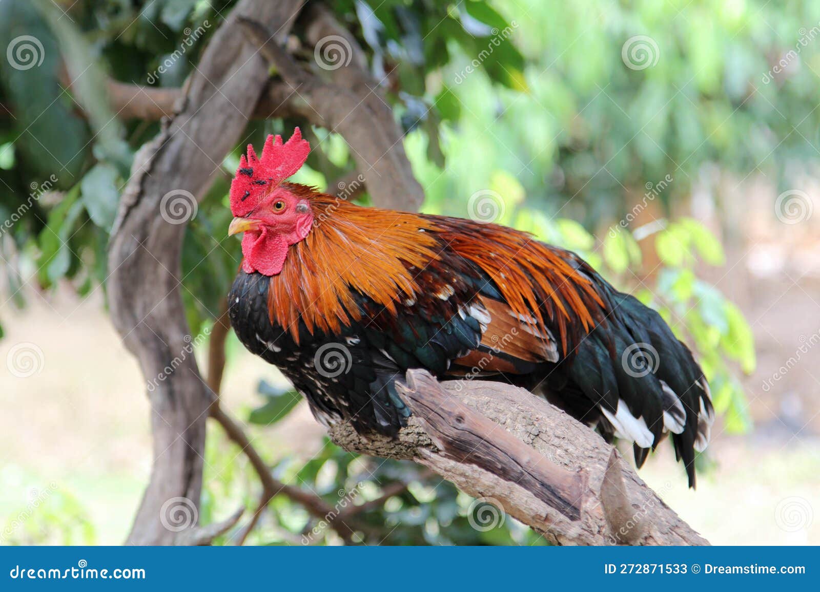 Chicken Perched on Tree Branch Stock Image - Image of rural, branch ...