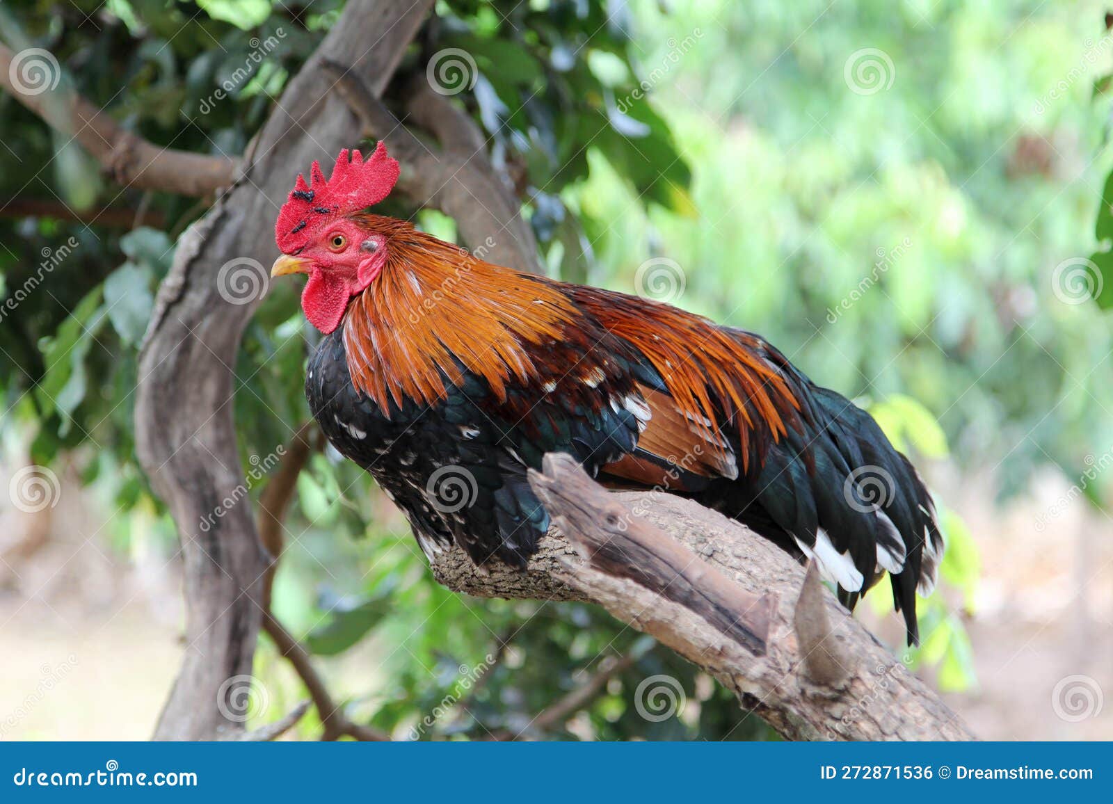Chicken Perched on Tree Branch Stock Photo - Image of comb, farmyard ...