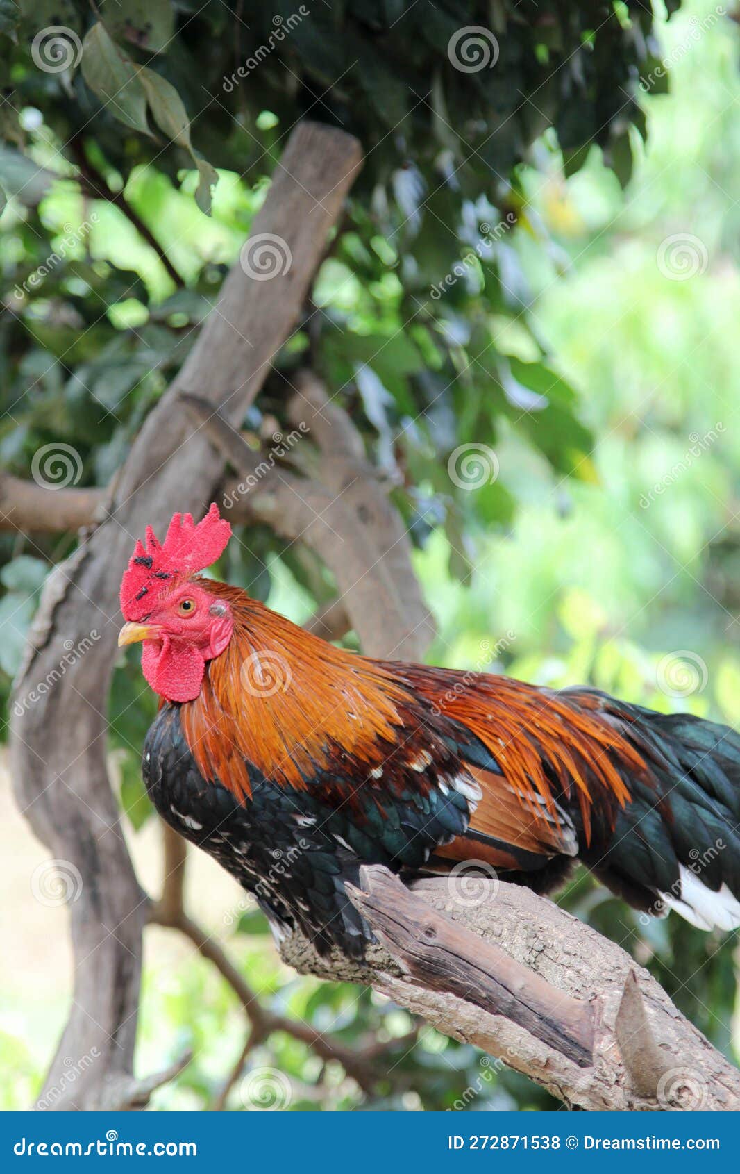 Chicken Perched on Tree Branch Stock Photo - Image of tree, rural ...