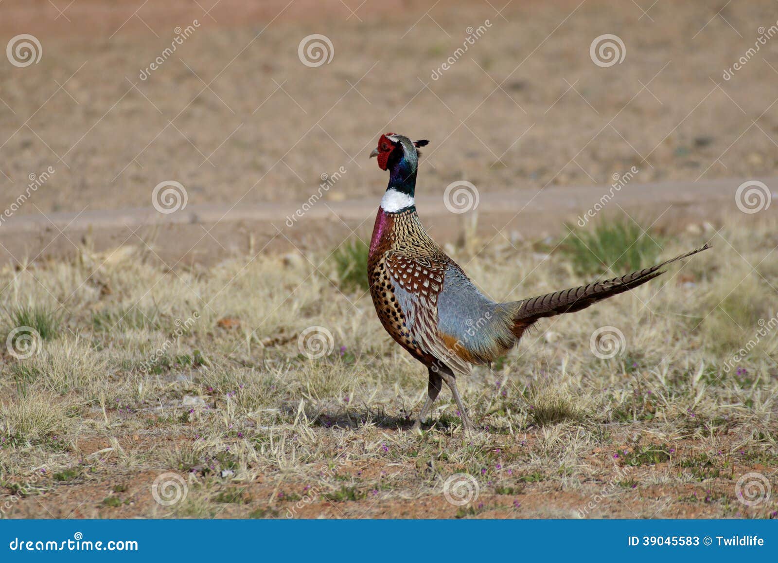 Rooster Pheasant in Field stock image. Image of animal - 39045583