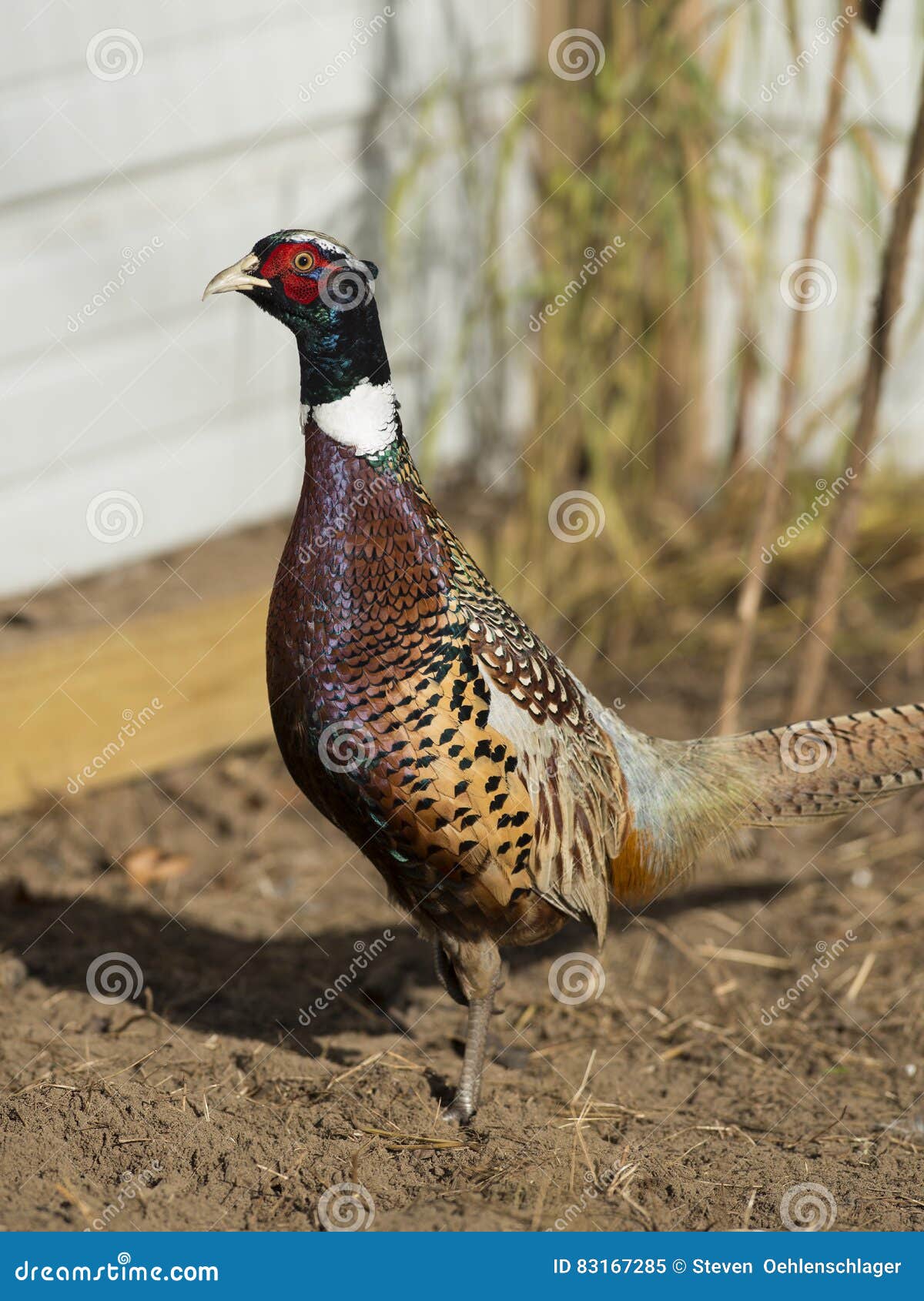 A Rooster Pheasant stock image. Image of ringneck, ring - 83167285