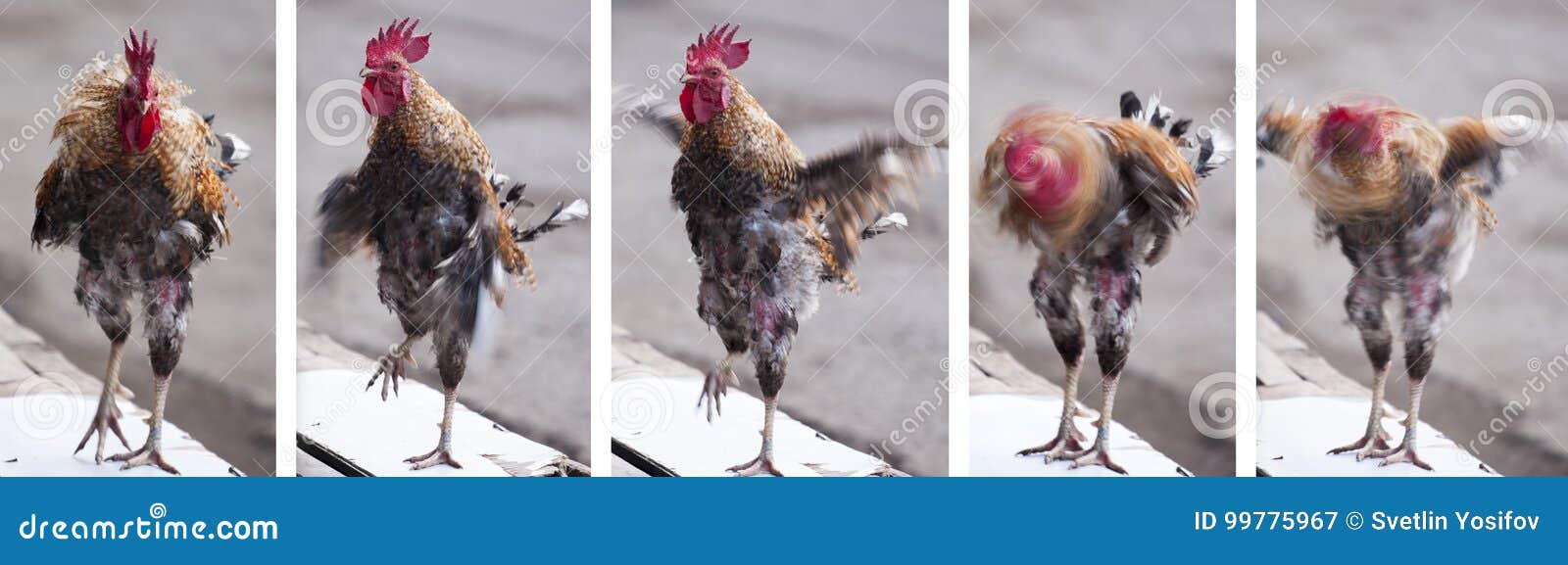 Rooster stock image. Image of stretch, strutting, hobby - 99775967